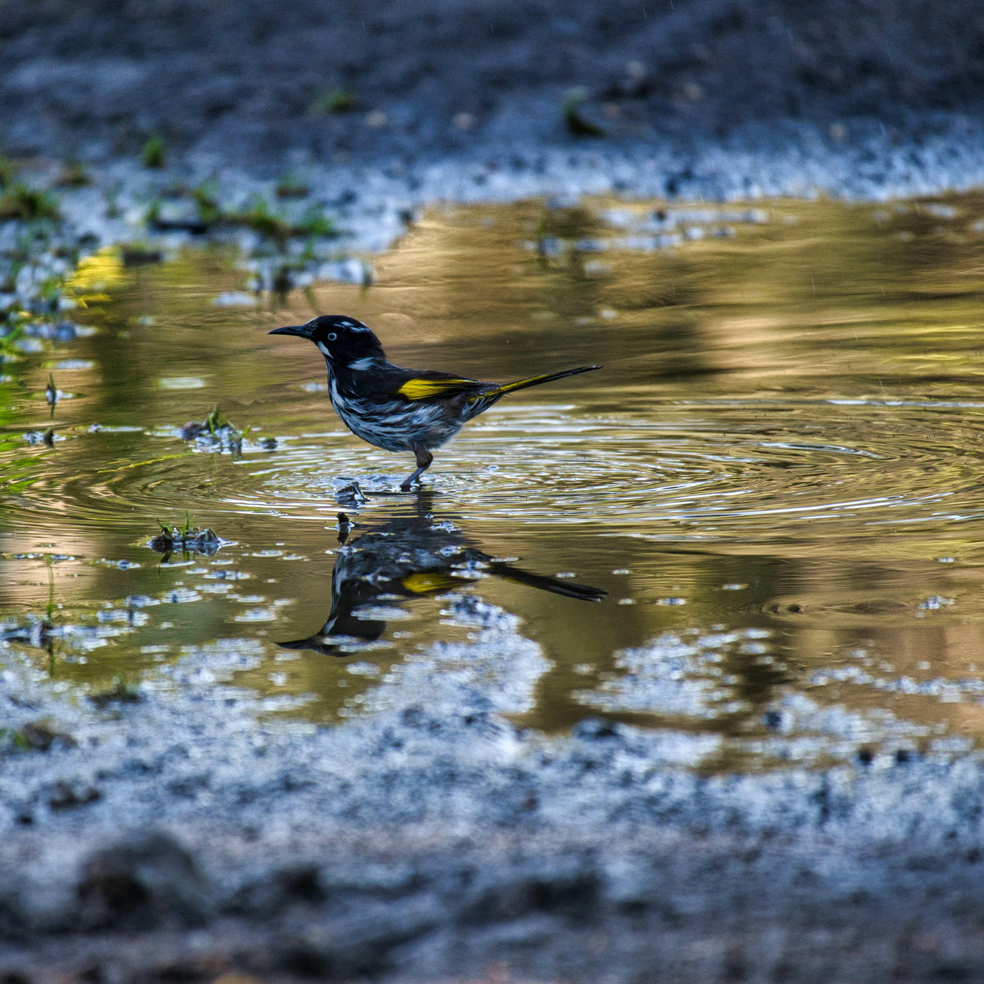 A small bird standing in a puddle of water photo – Free Puddle Image on ...