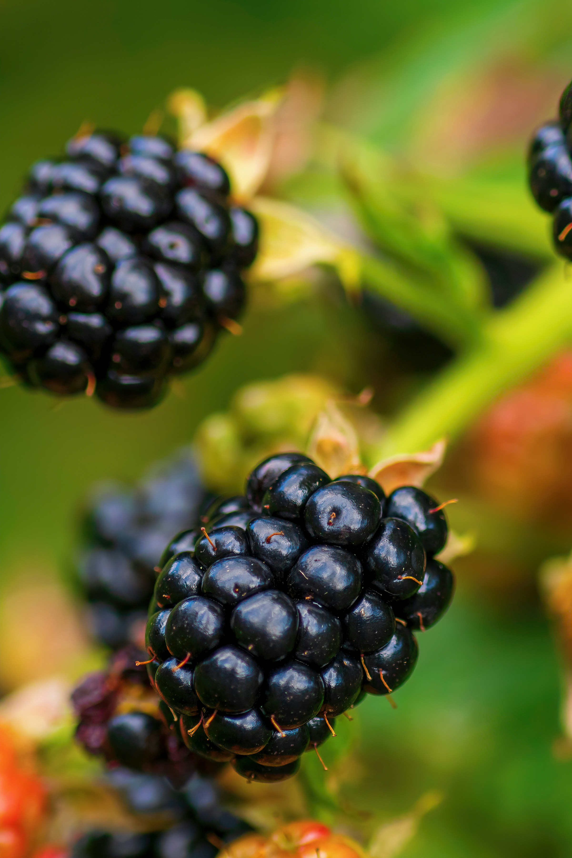 A close up of some blackberries on a plant photo – Free Berry Image on ...
