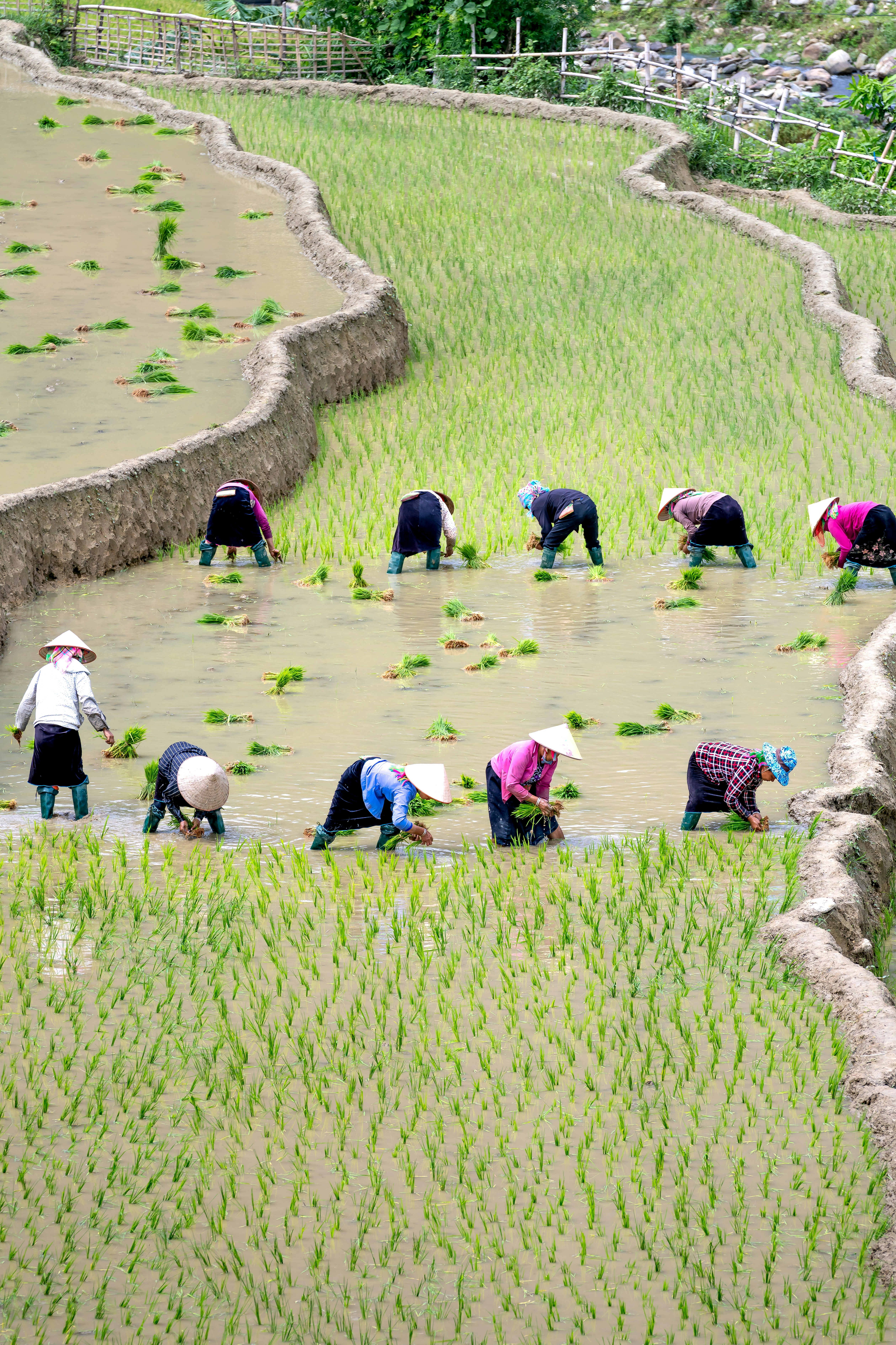 Un groupe de personnes travaillant dans une rizière photo – Photo Champ ...
