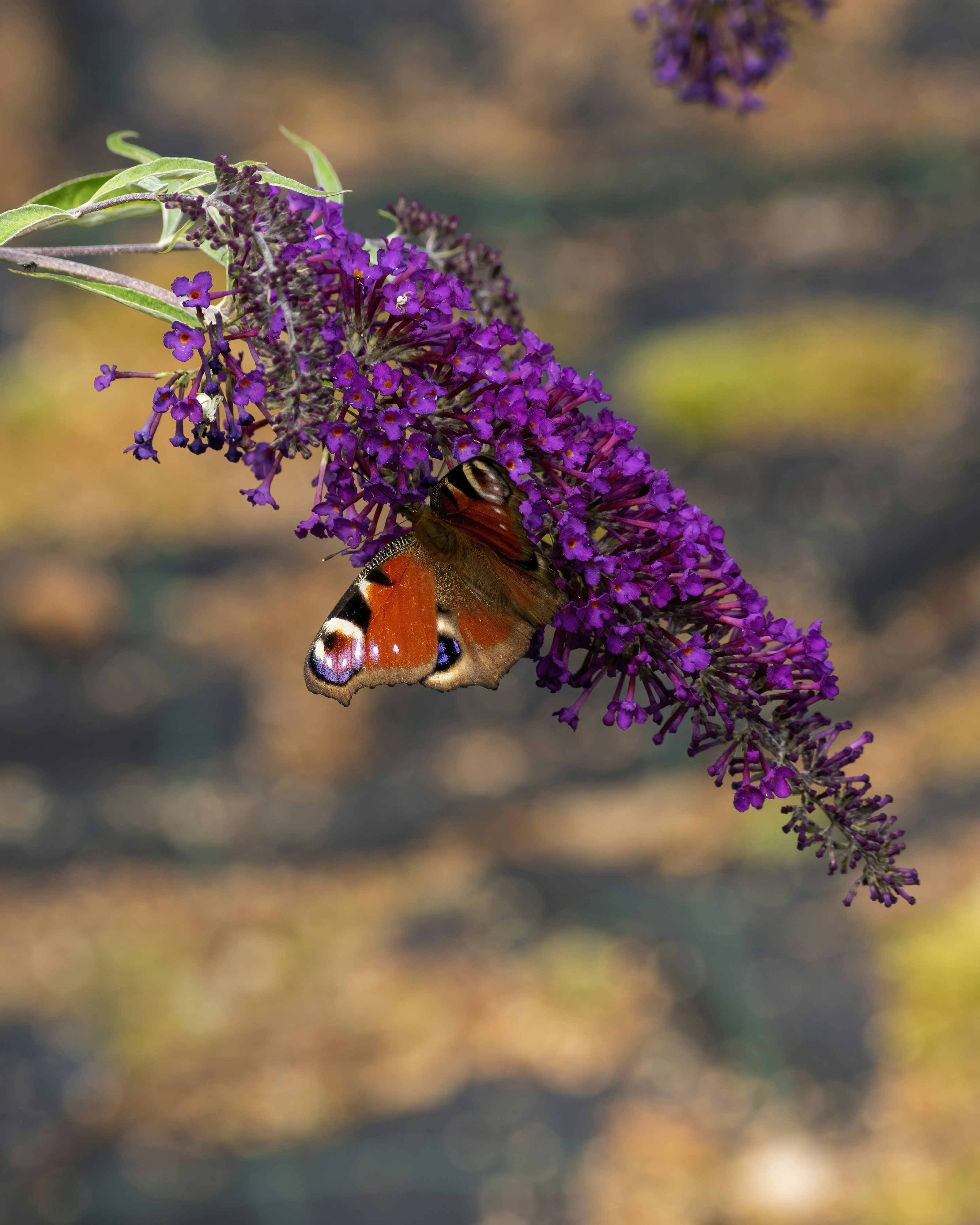 Peacock butterfly on a purple butterfly-bush bloom in autumn light