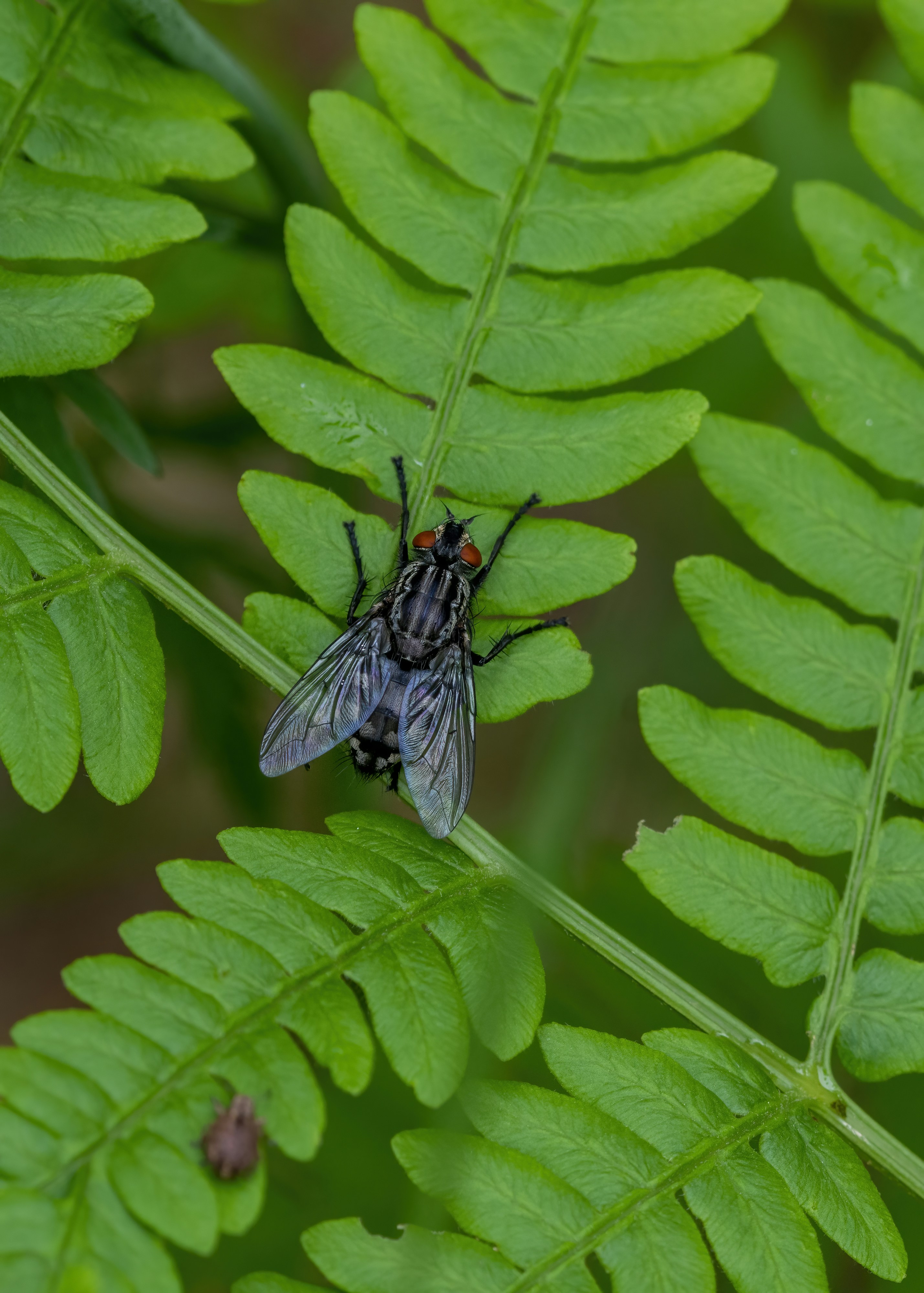 a fly sitting on top of a green leaf