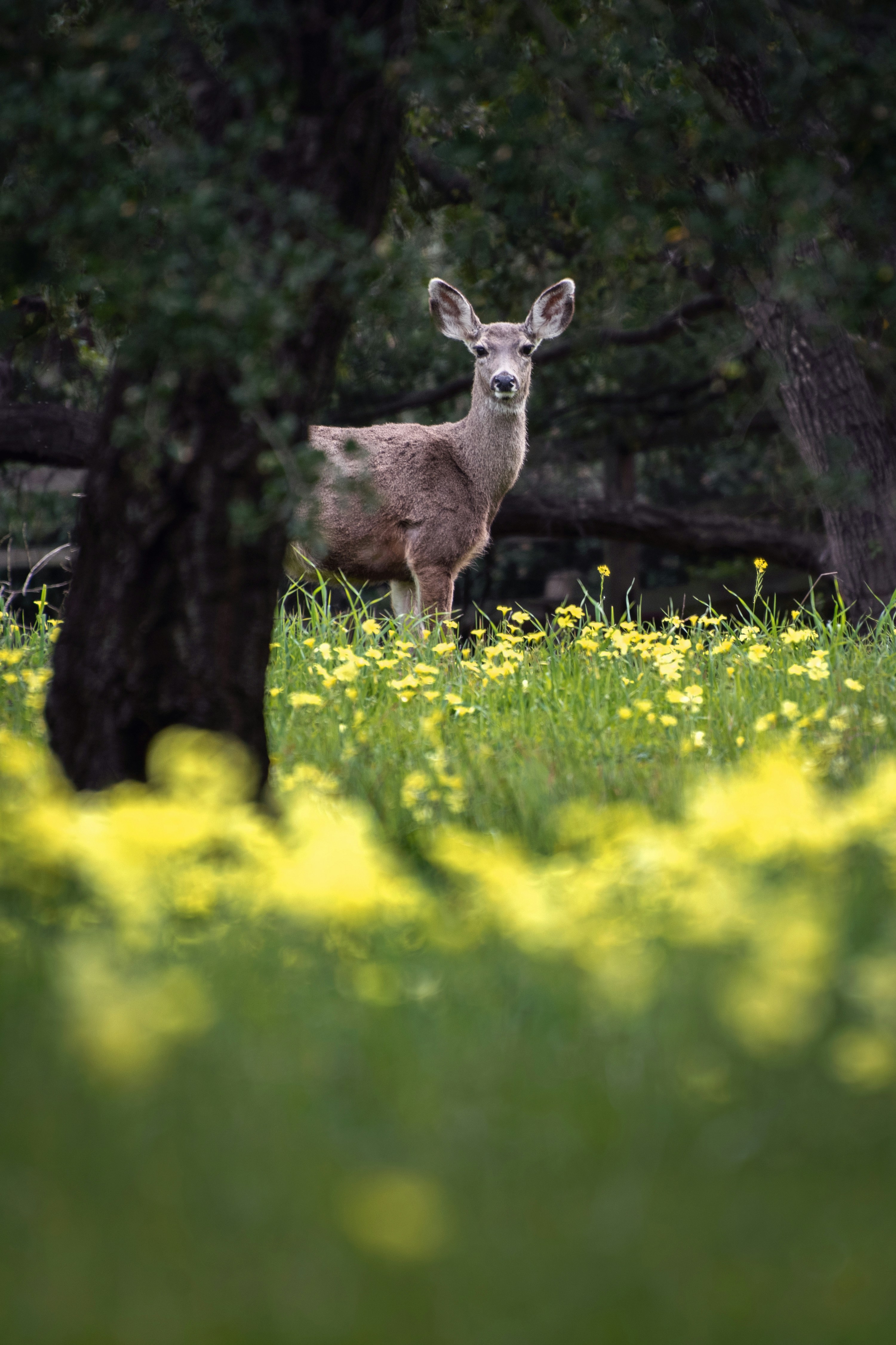 A deer standing in a field of yellow flowers photo – Free Ca Image on ...