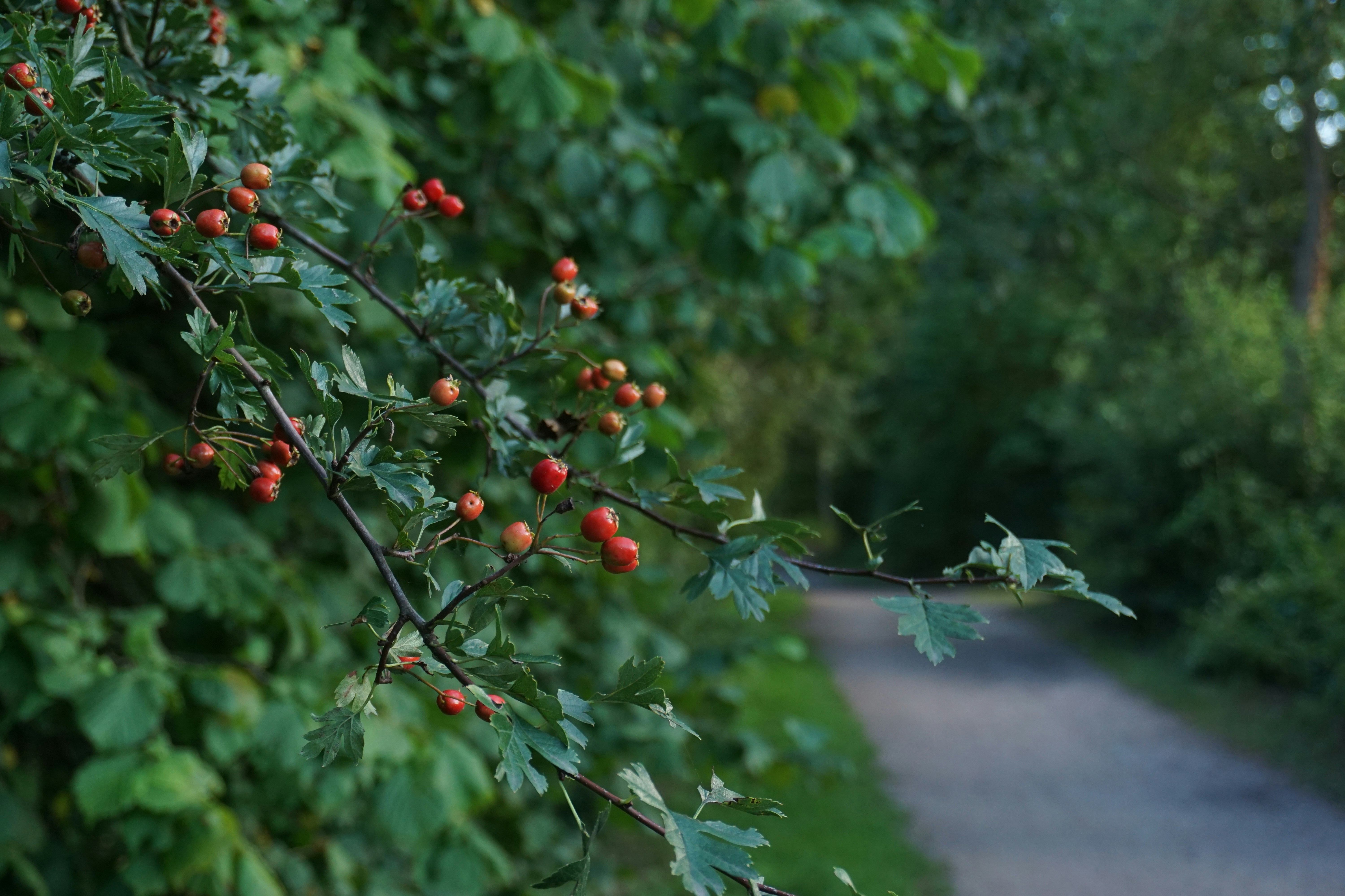 a tree branch with berries on it near a road