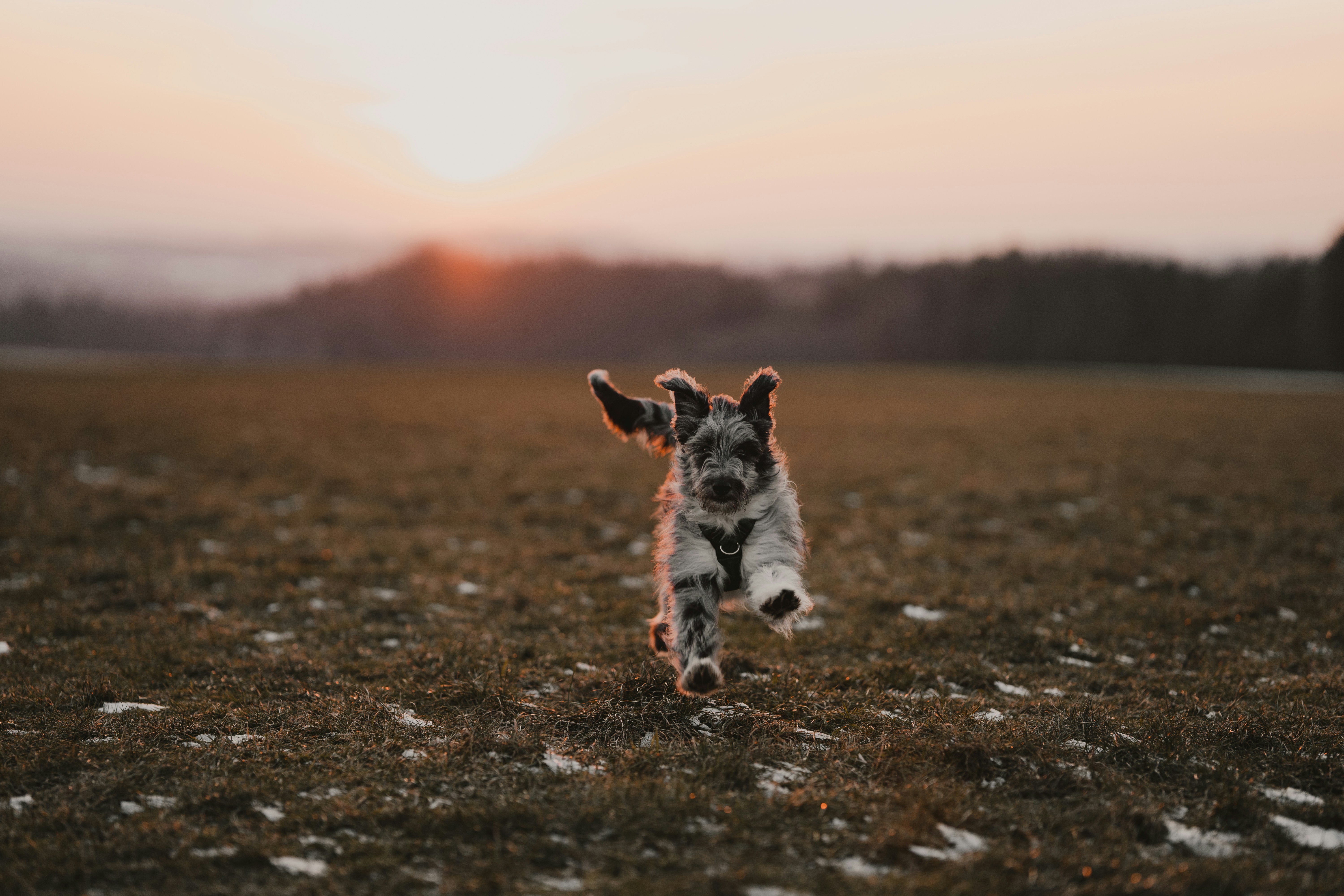 Dog running energetically across a field during a sunset with a warm glow in the background.