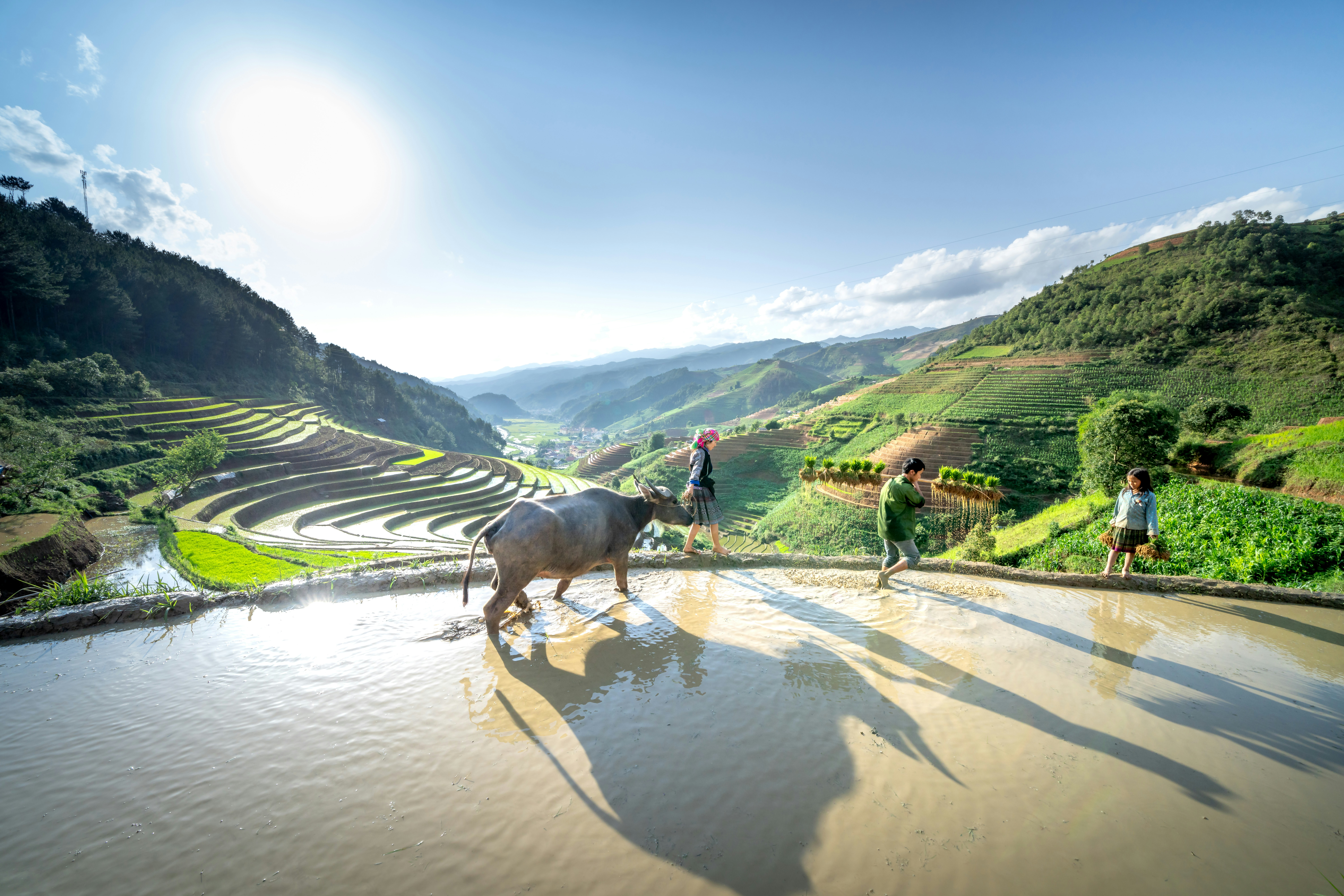 A group of people riding on the backs of oxen photo – Free Animal Image ...