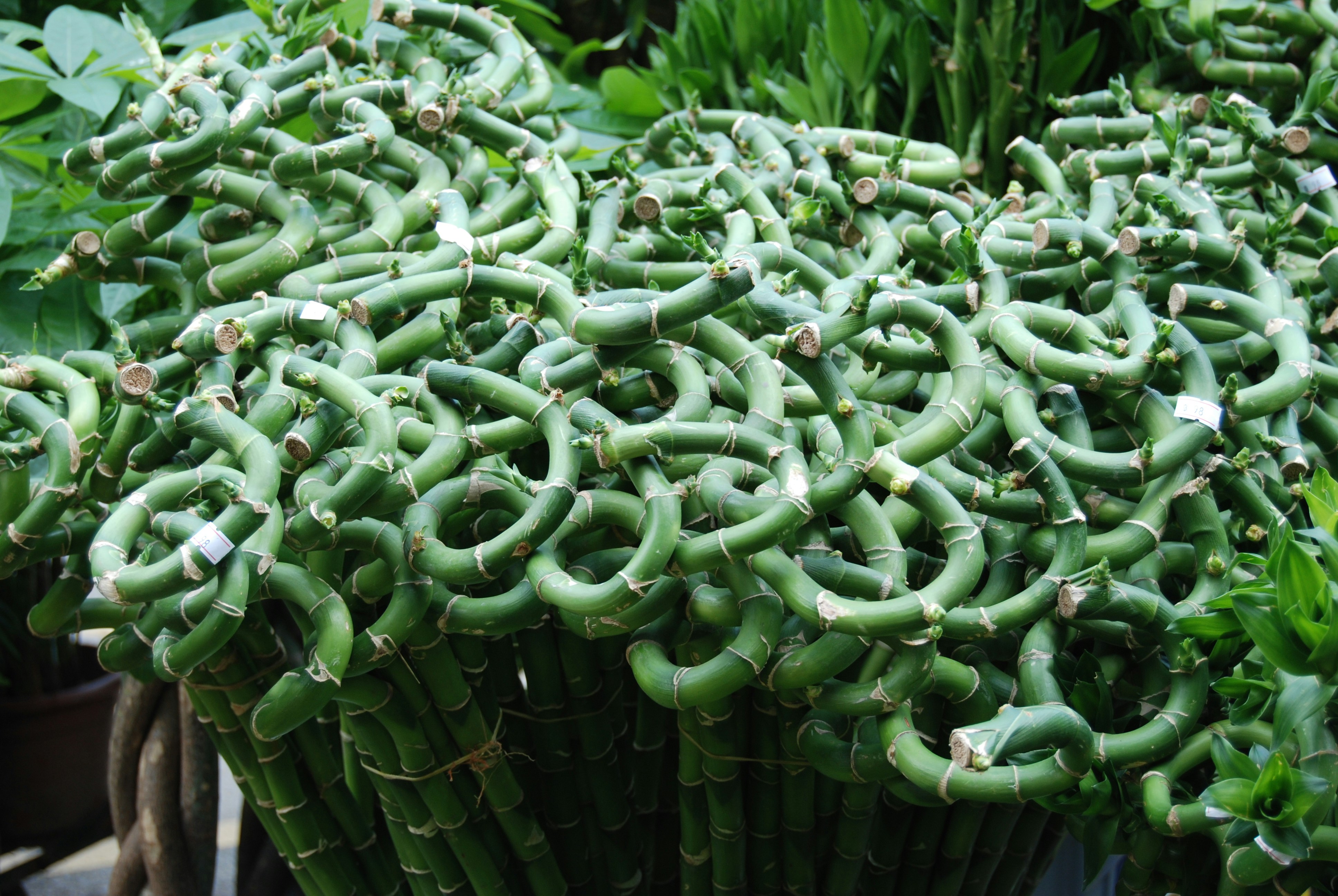 a large bunch of green bananas in a planter