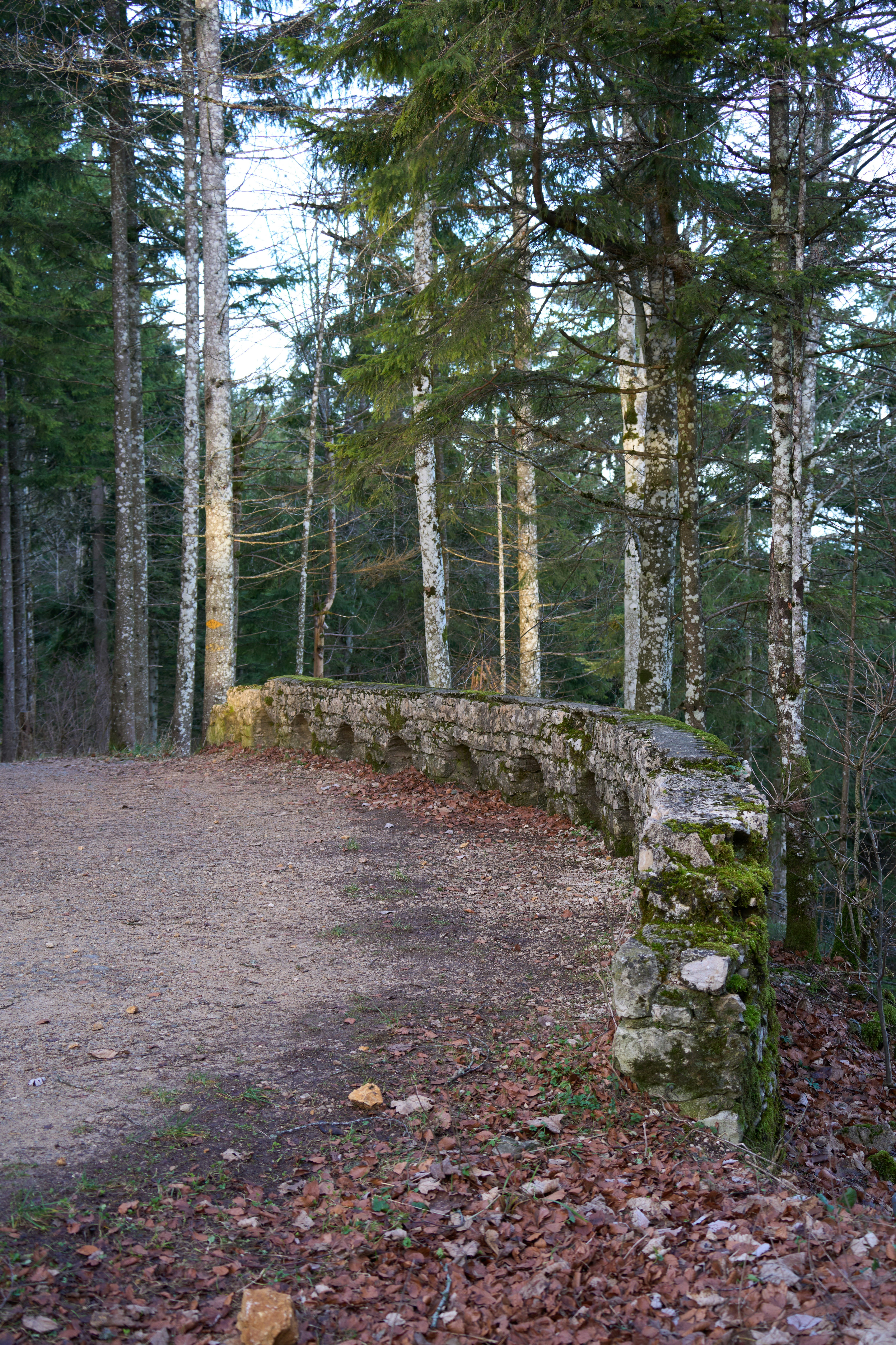 a stone wall in the middle of a forest