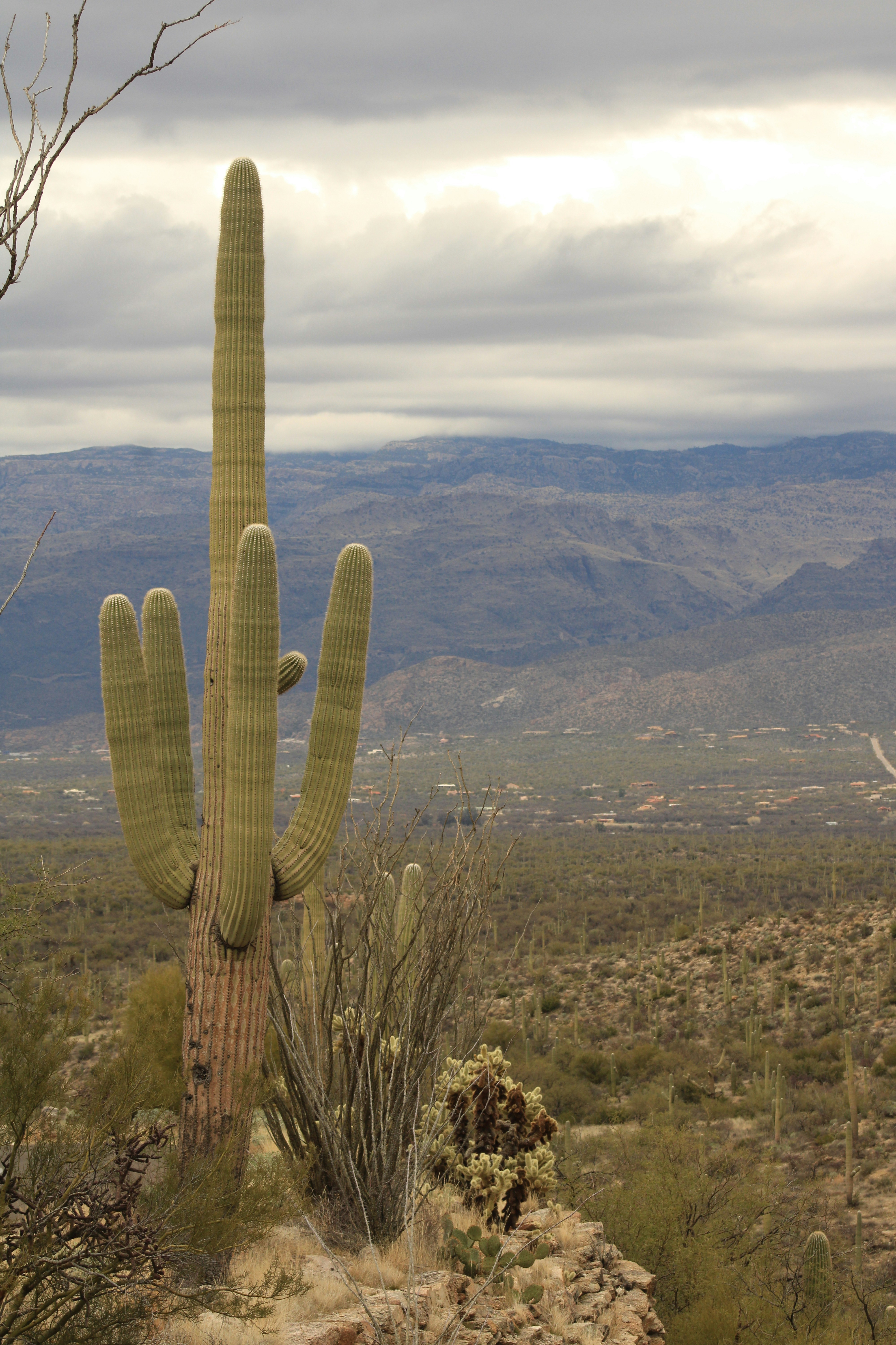 Solitary Saguaro Sentinel: Desert Giants Against a Layered Horizon