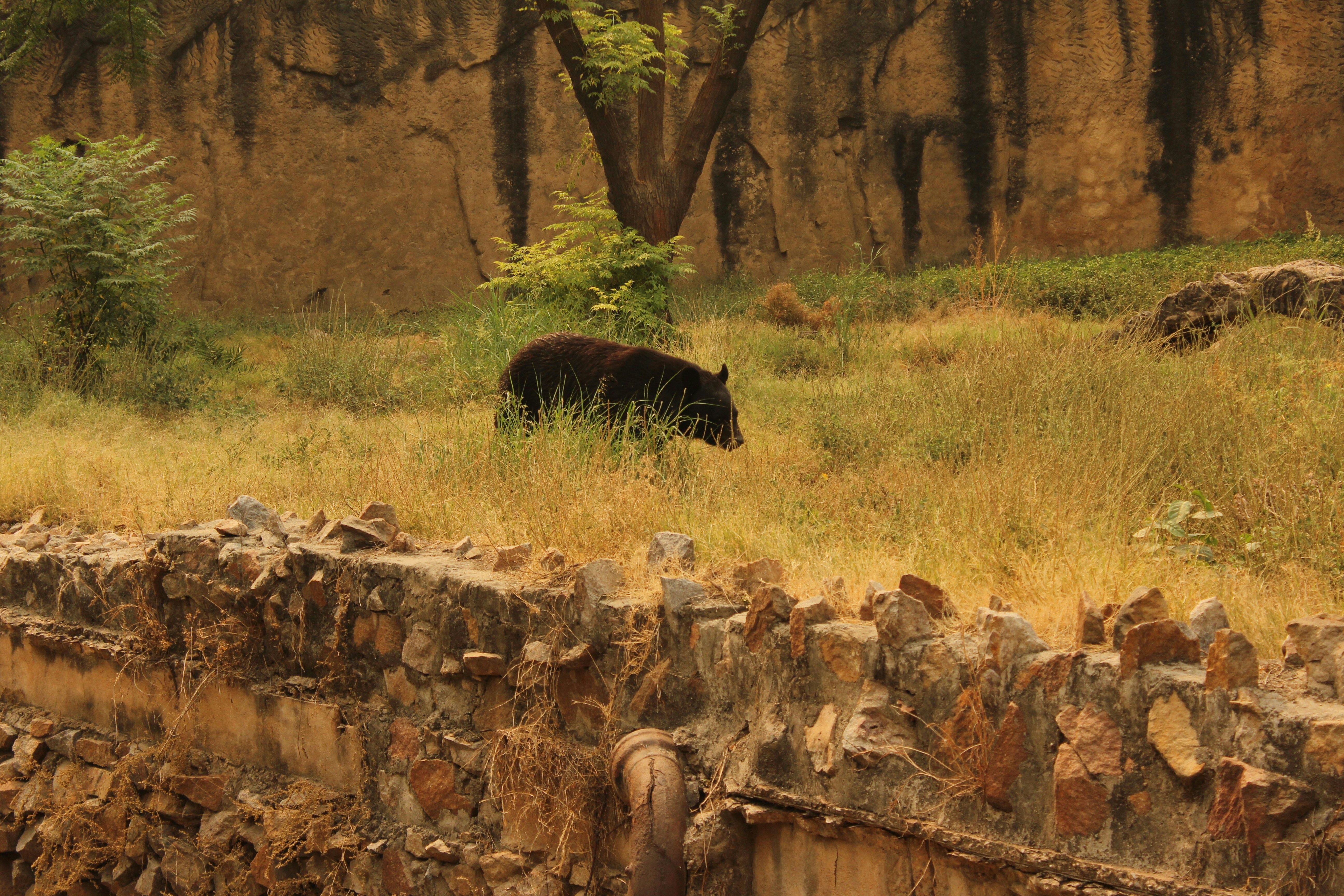 Silent Wanderer in the Overgrown Ruins