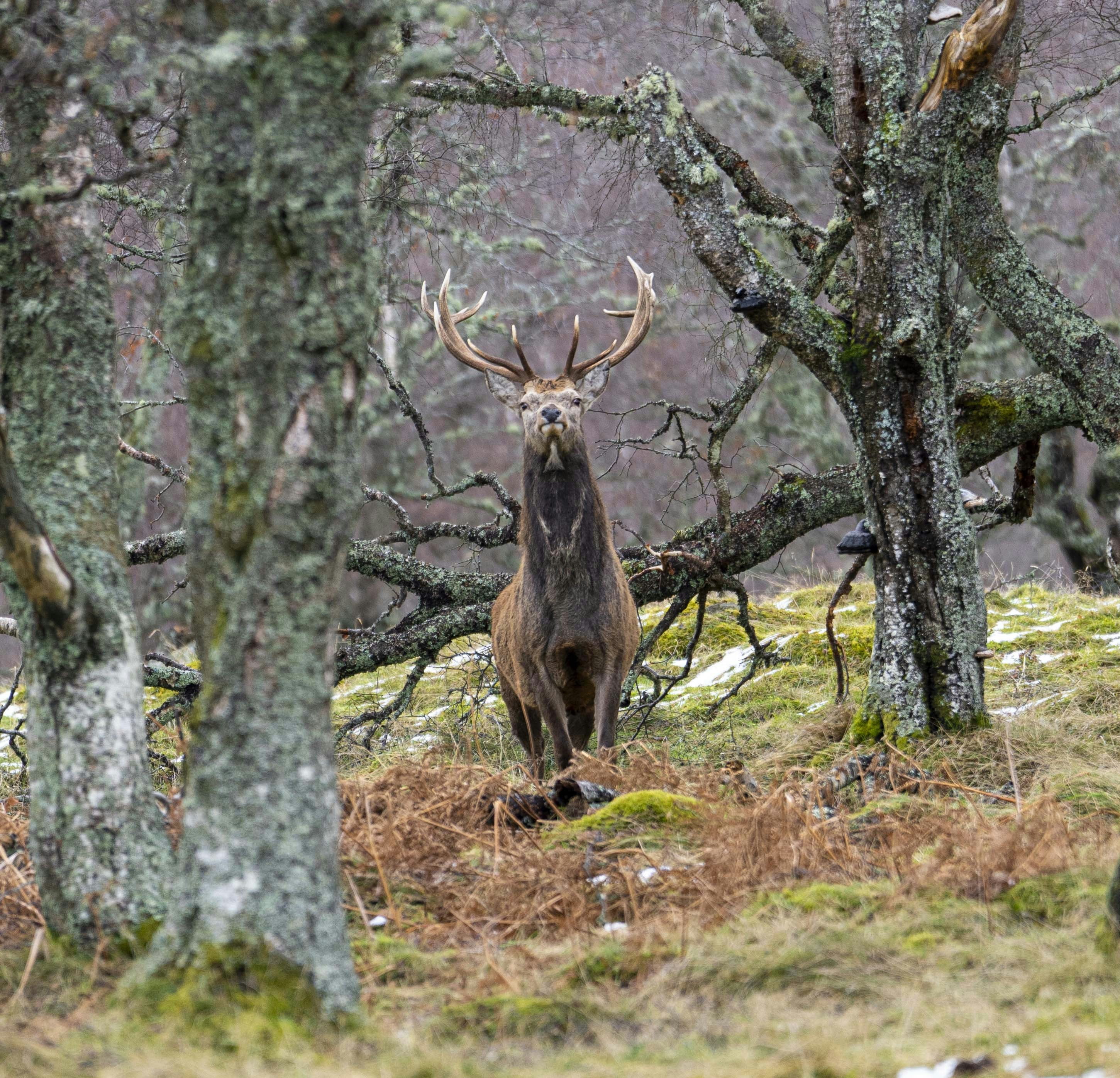 a stag takes notice