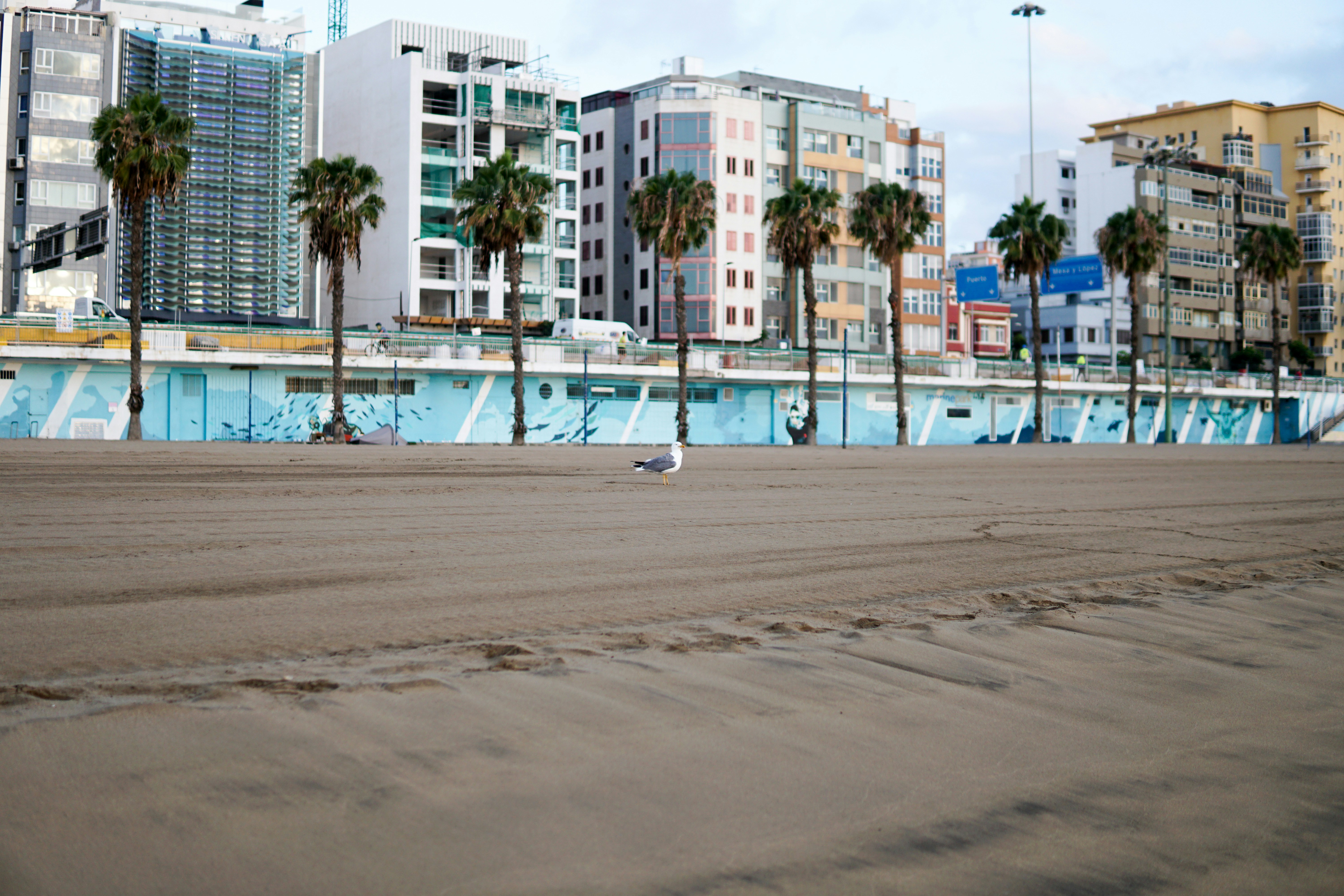 Seagull on Expansive Beach as Palm-Fringed Cityscape Emerges