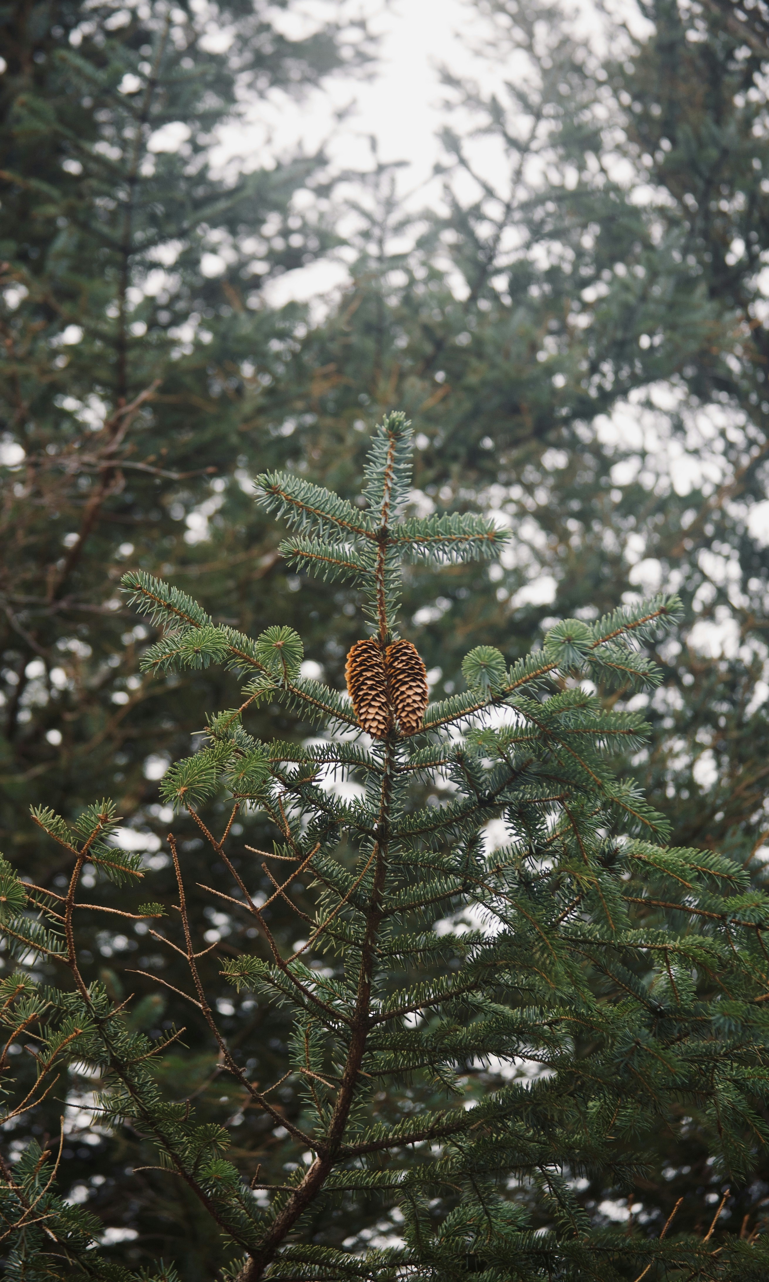 Conifer Crown: A Pine Cone Framed by Needle-Tipped Branches
