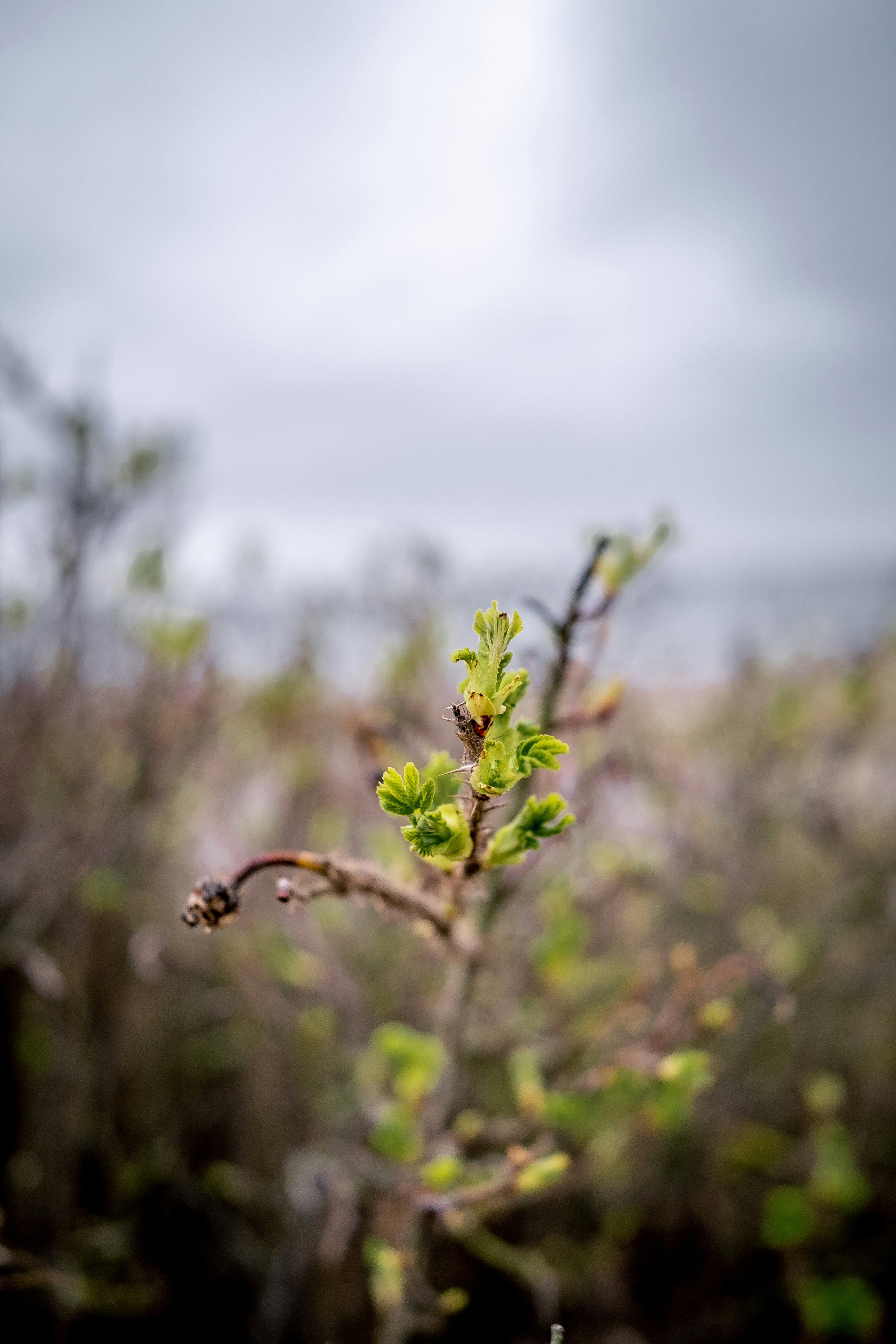 Coastal Bud Break: A Fresh Shoot Reaching Through Soft Seaside Haze