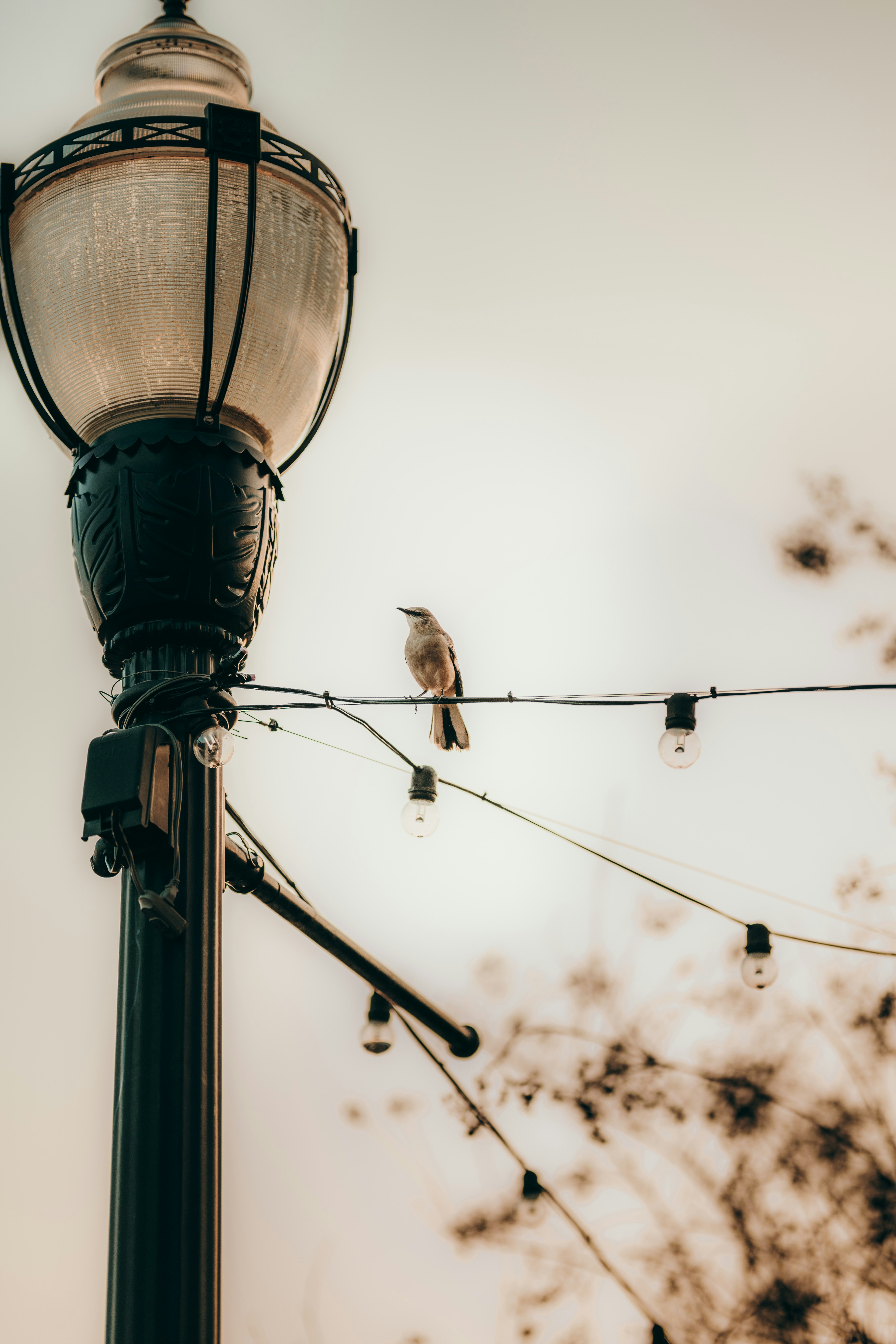 Quiet Perch Under a Vintage Streetlamp and Edison Bulbs