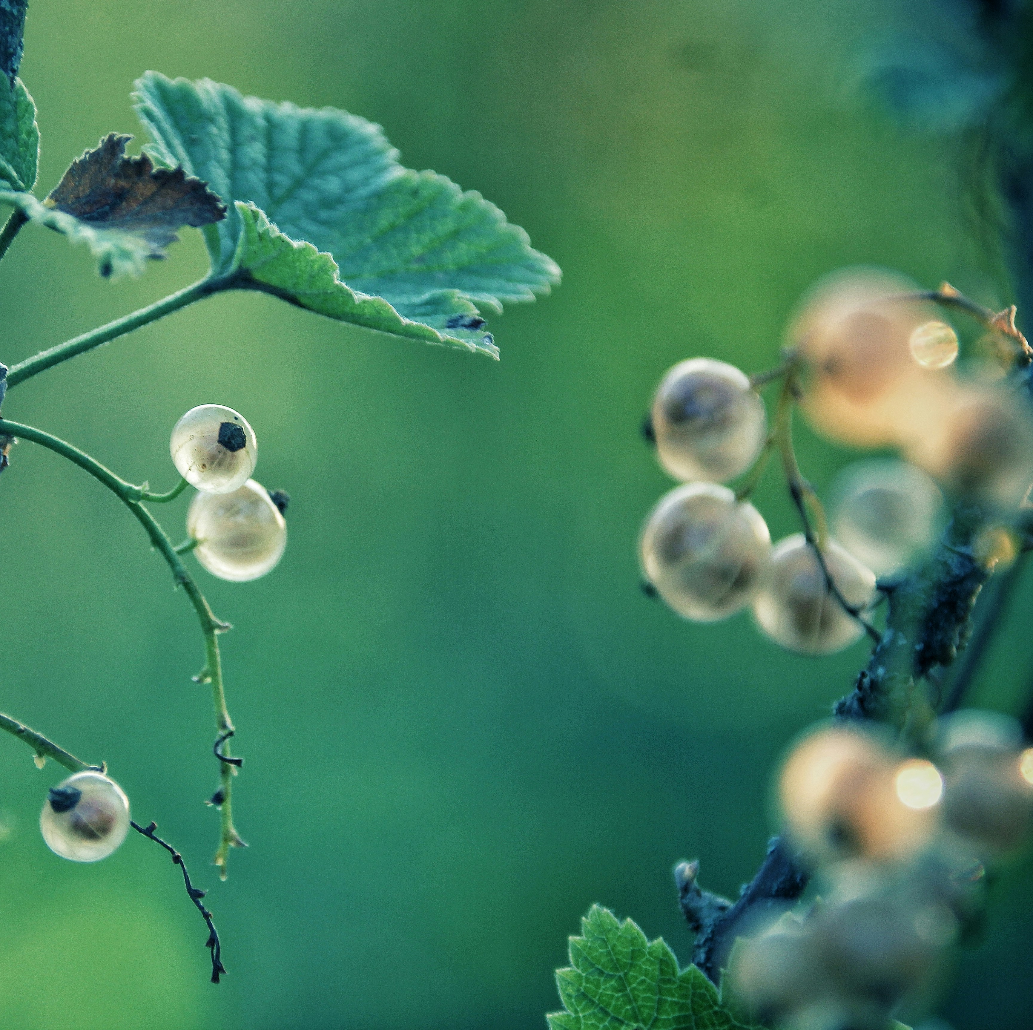 Morning Light on White Currants: A Close-Up in Quiet Green