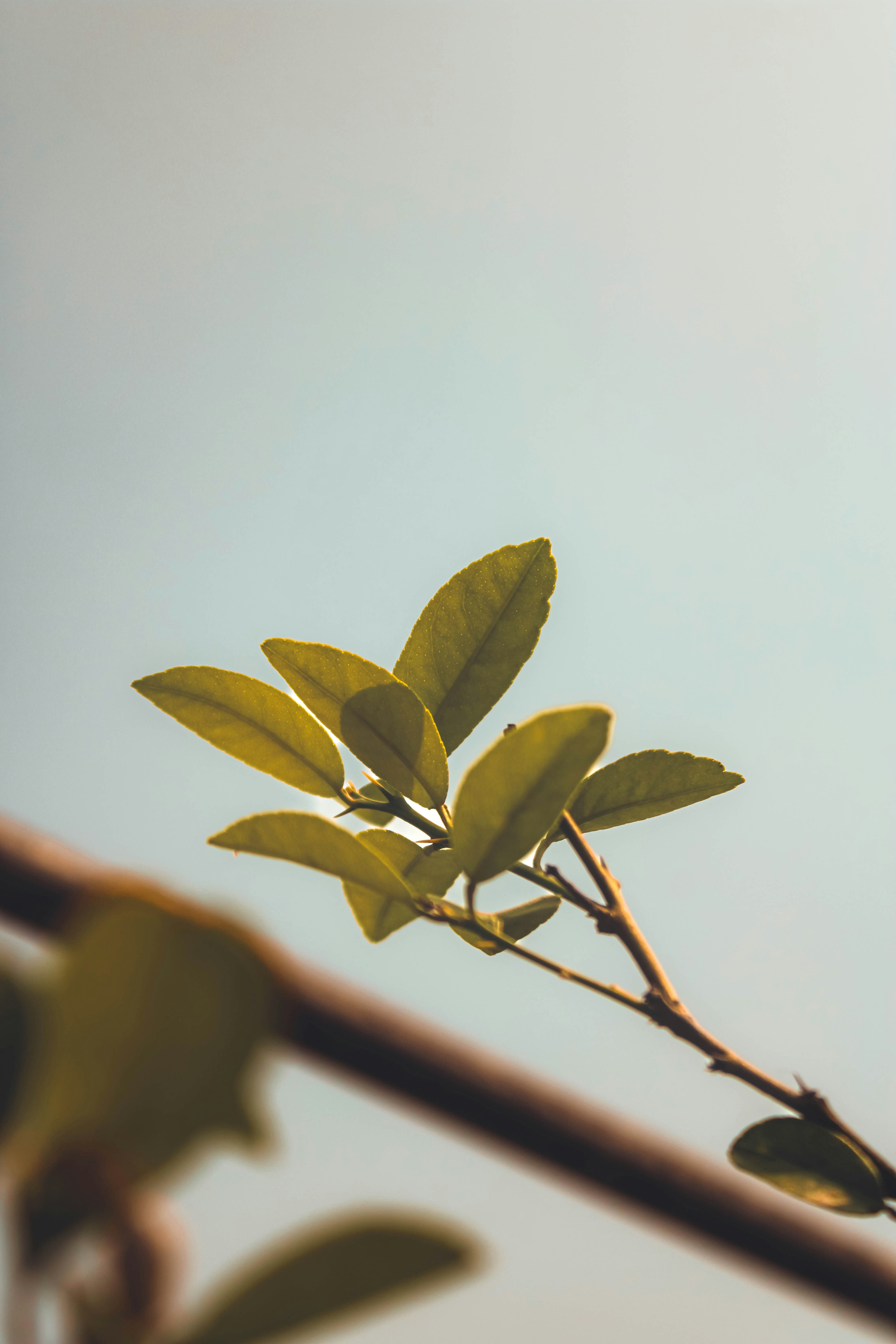 Photo by Juairia Islam Shefa with Canon EOS 2000D