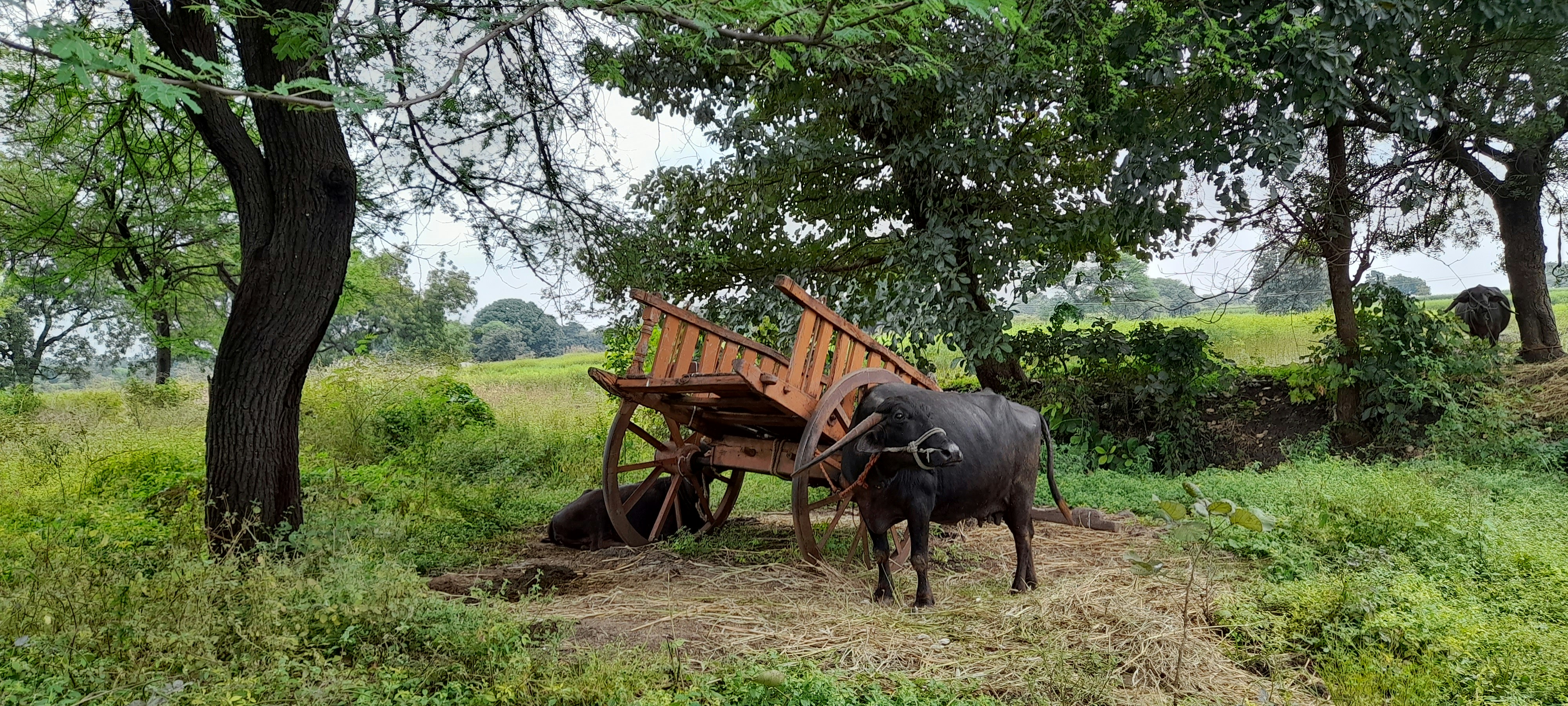 Black ox stands beside a weathered wooden cart in a grassy clearing, shaded by trees. The rural scene captures a quiet moment of rural labor.