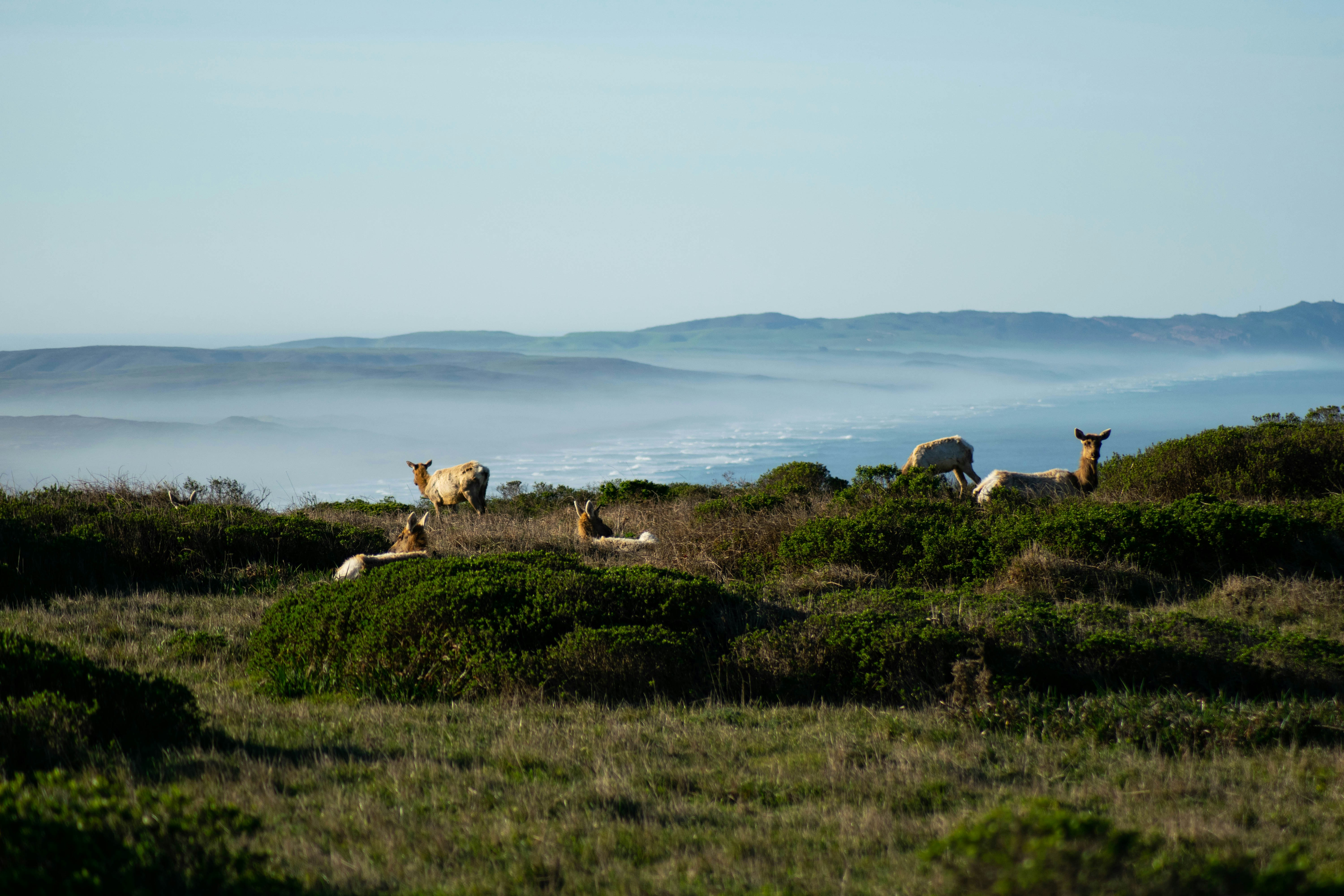Fog-kissed Downs: A Quiet Flock on the Coastal Moor