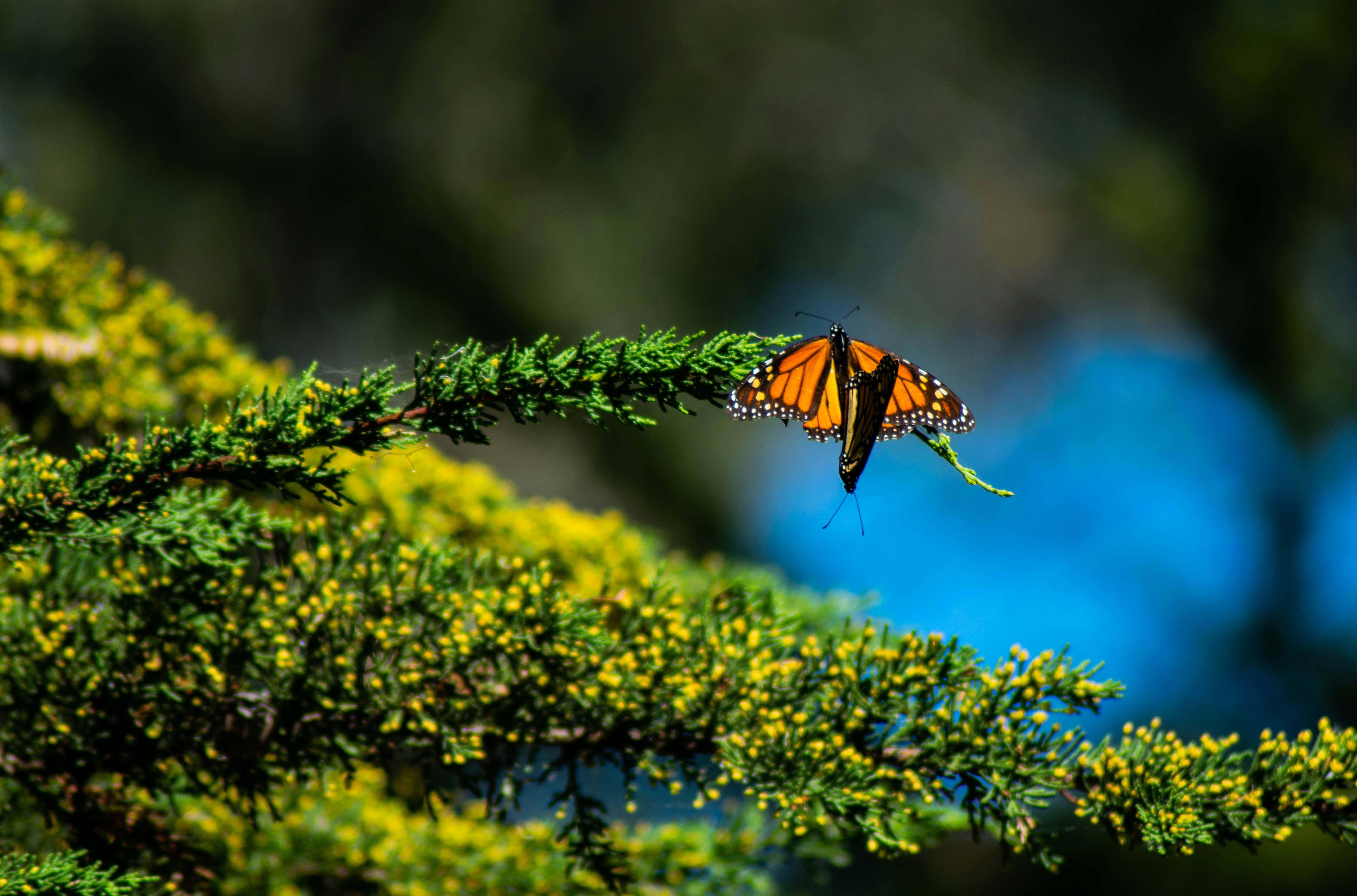 Monarch Pause on a Pine Sprig Amid Cerulean Bokeh