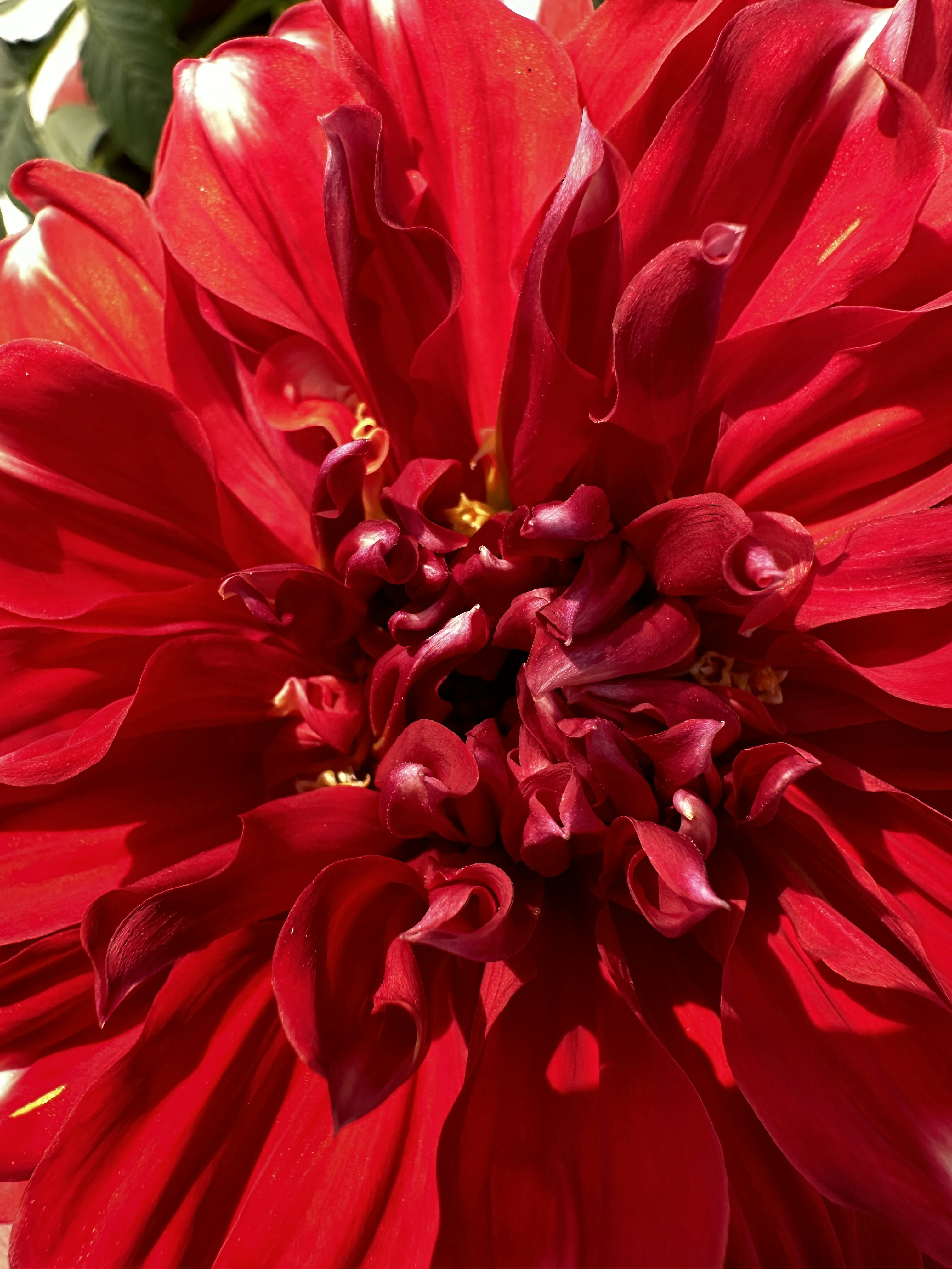 Crimson Velvet: Macro Portrait of Petal Spiral and Velvet Texture