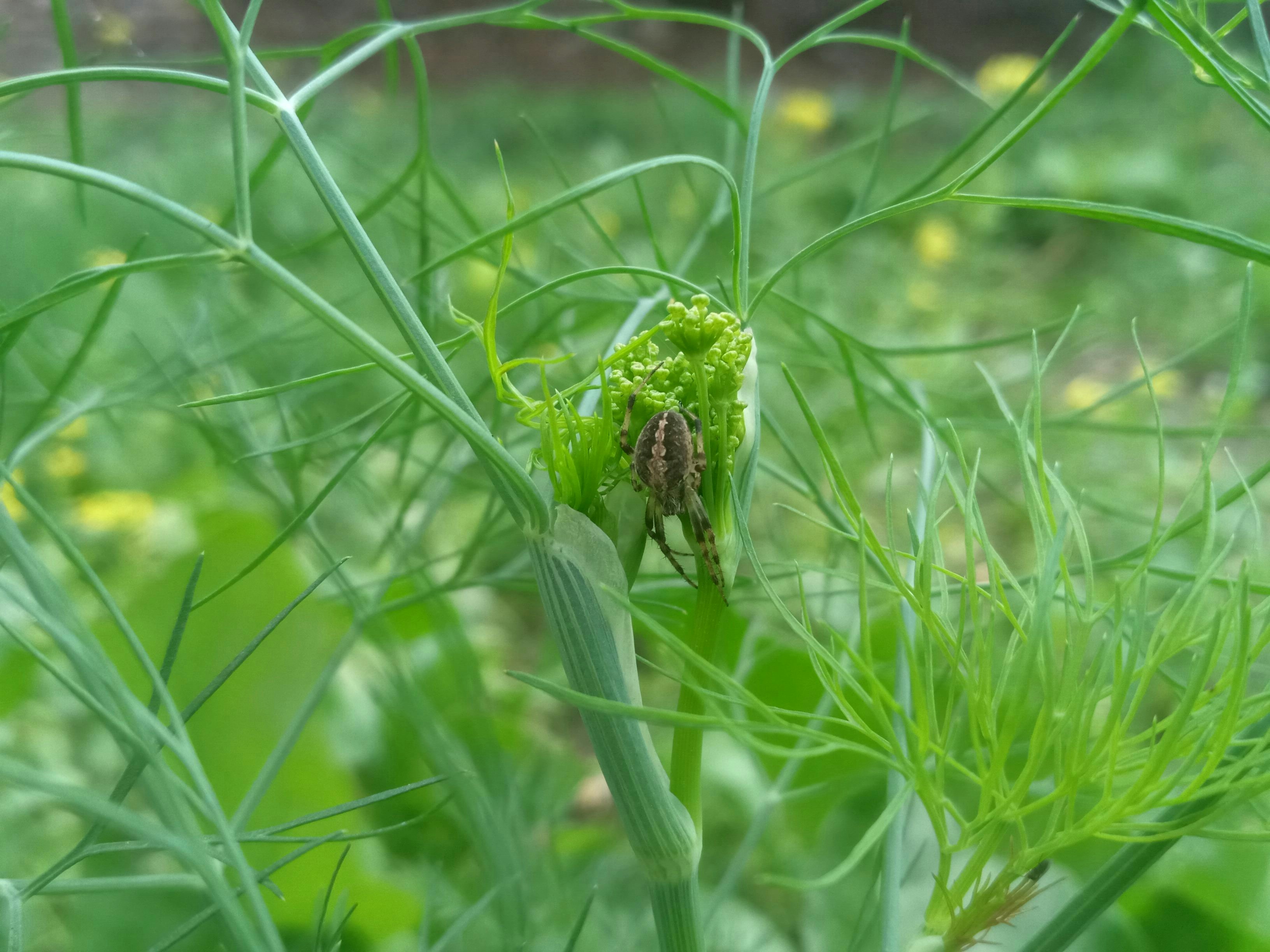 Green Hymn: Delicate Seedpod Nestled Among Slender Greenery