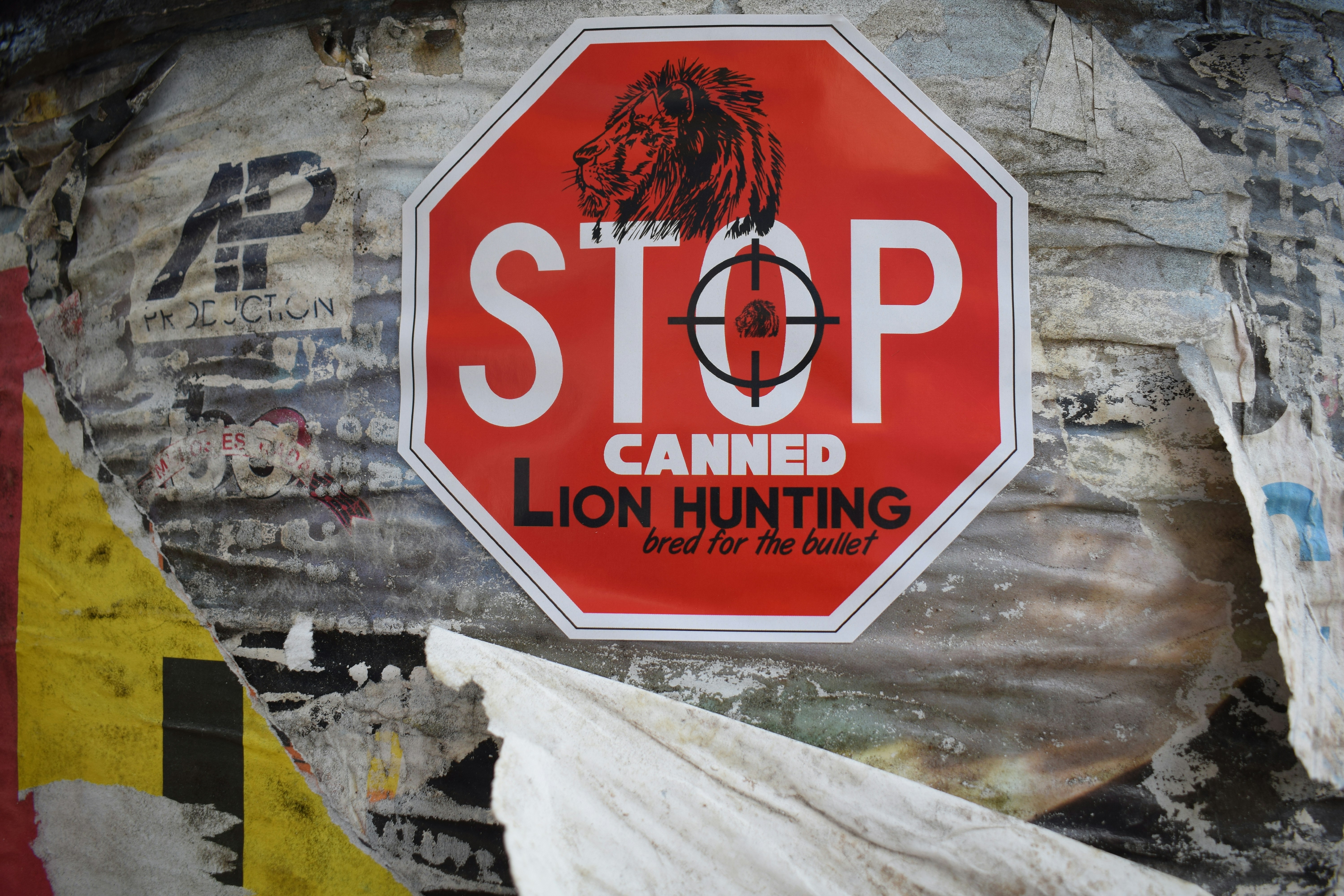 A stop sign with a lion painted on it photo – Free Sign Image on Unsplash
