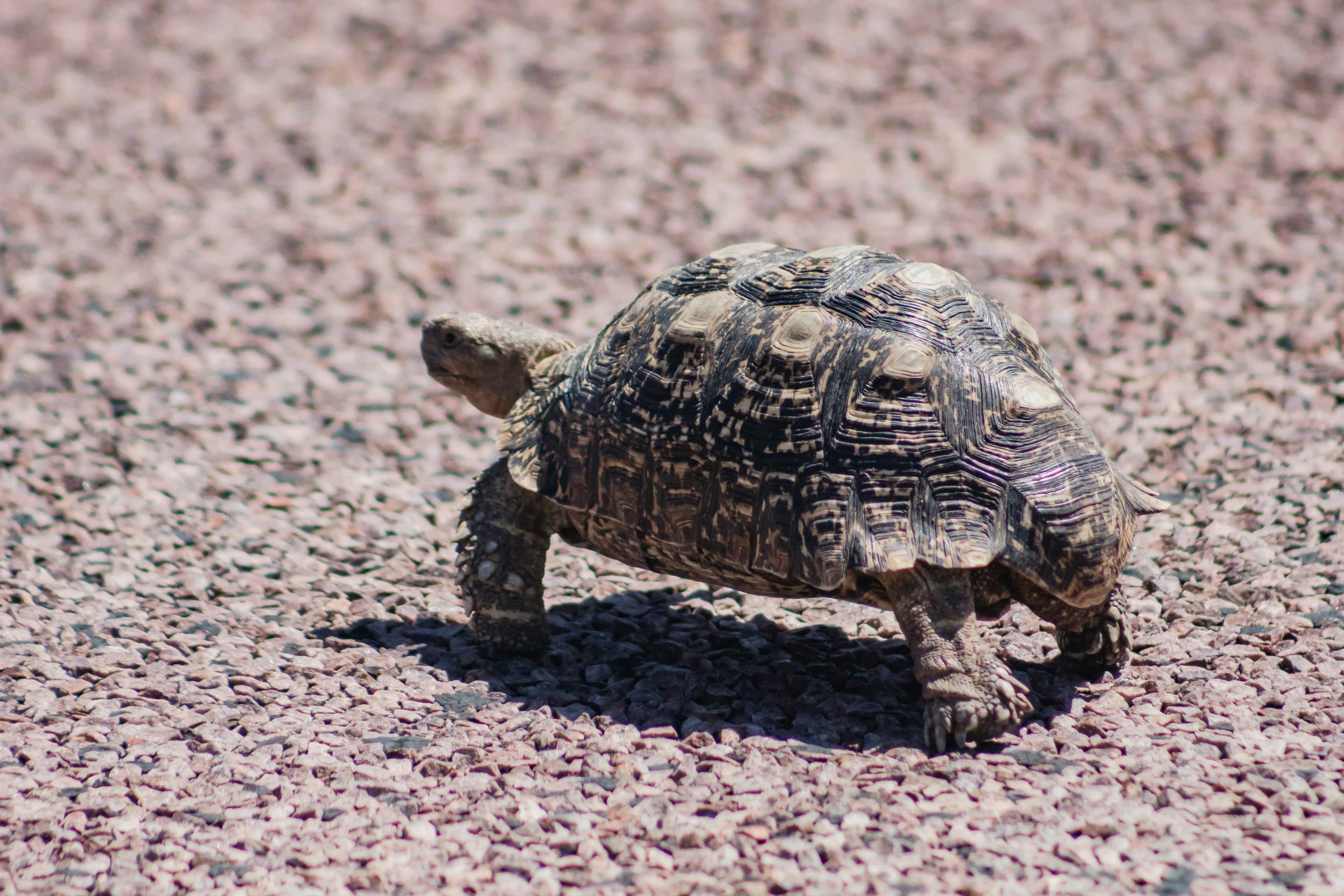 Pebble-Paved Passage: Desert Tortoise on a Sunlit Gravel Road