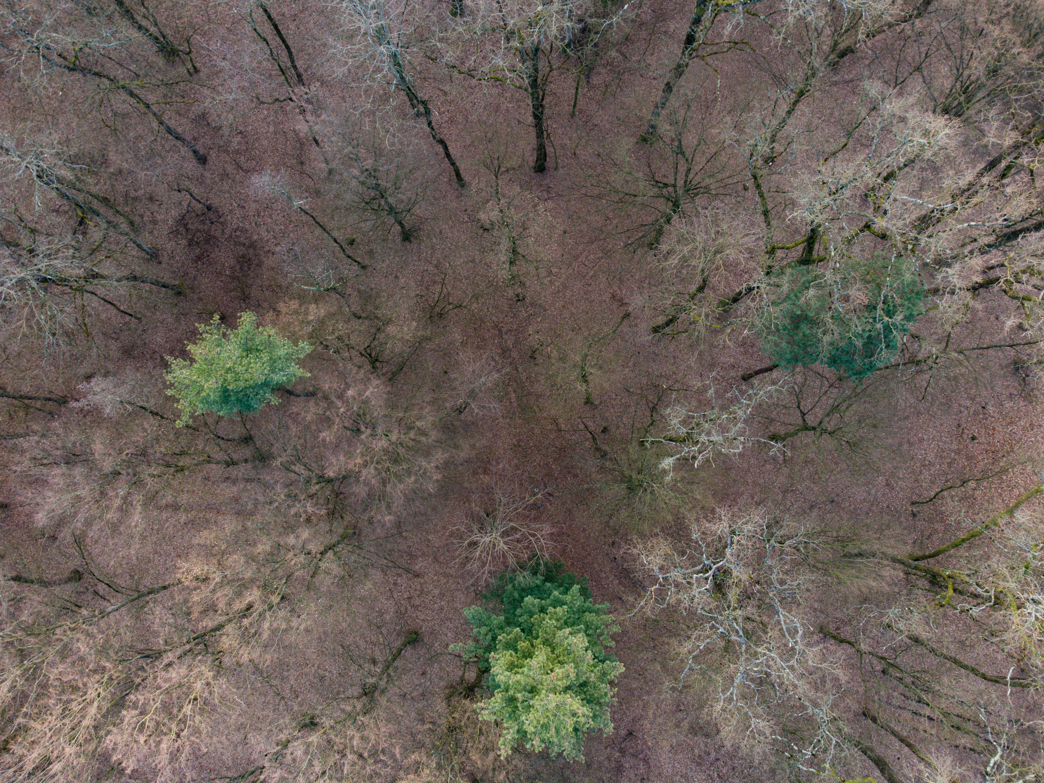 Trees From Above Pictures | Download Free Images on Unsplash