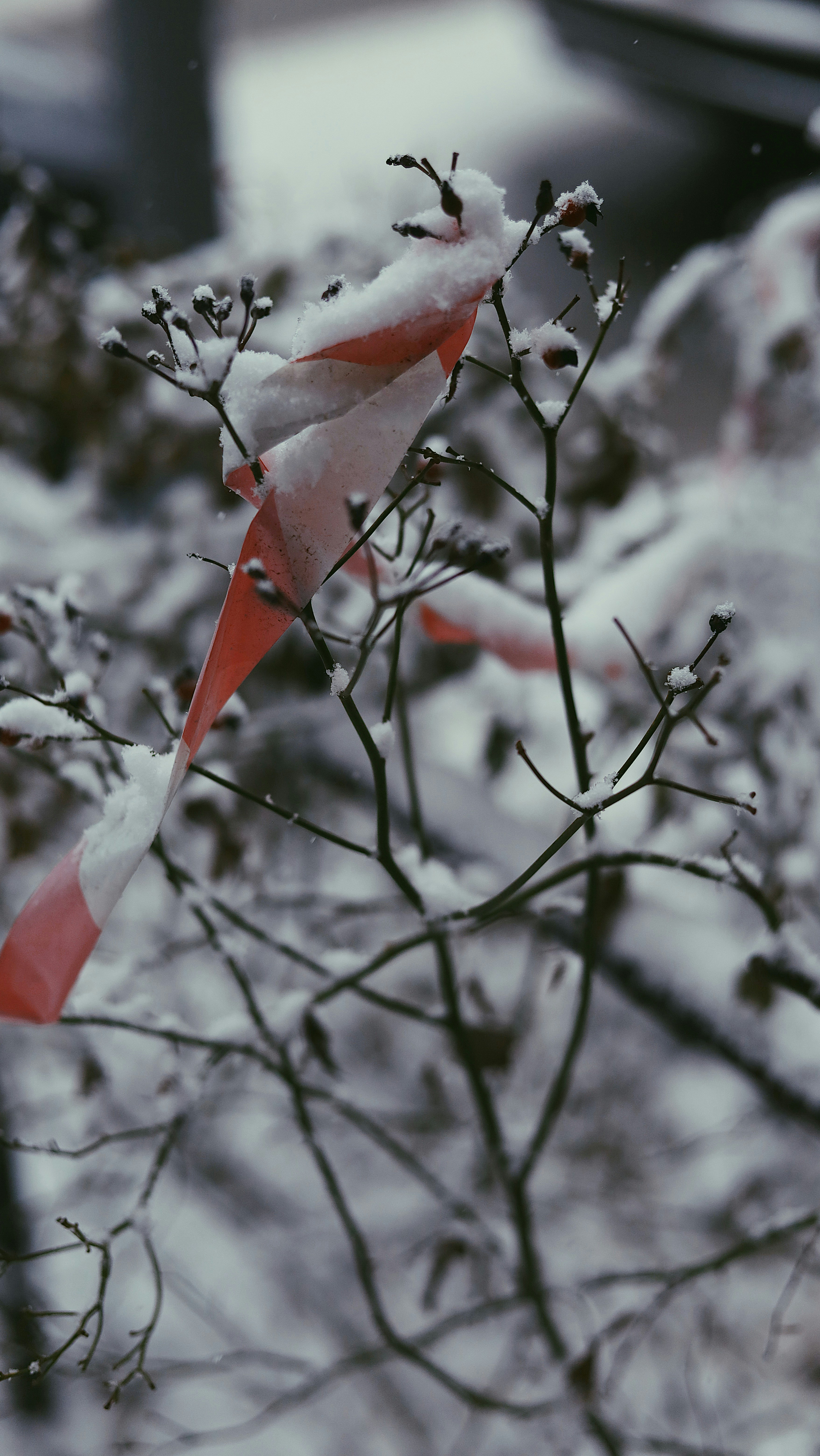 Ribbon in Snow: A Frosted Twig's Quiet Moment