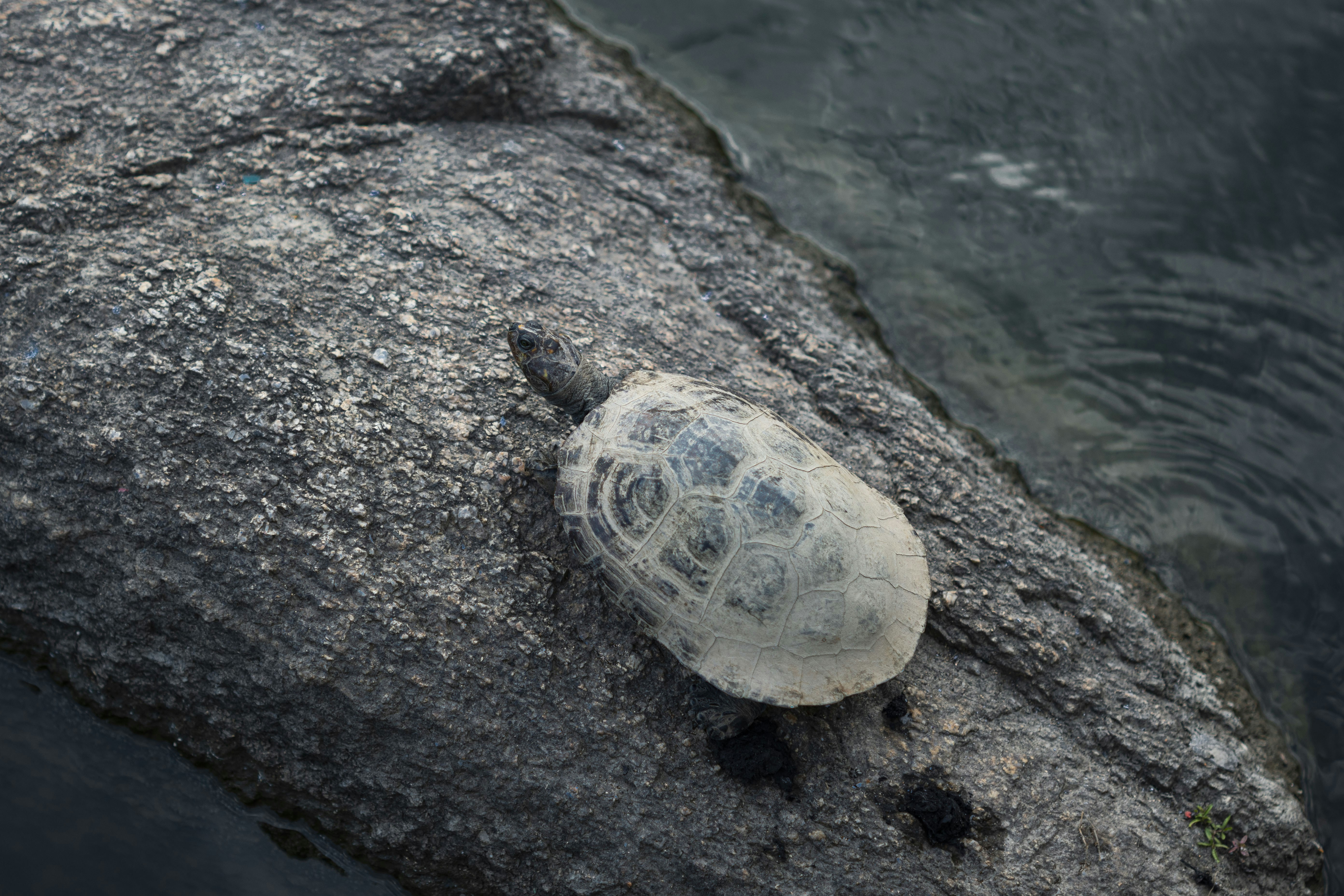 Shell at the Edge: A Sea Turtle Resting on Weathered Rock by Quiet Waves