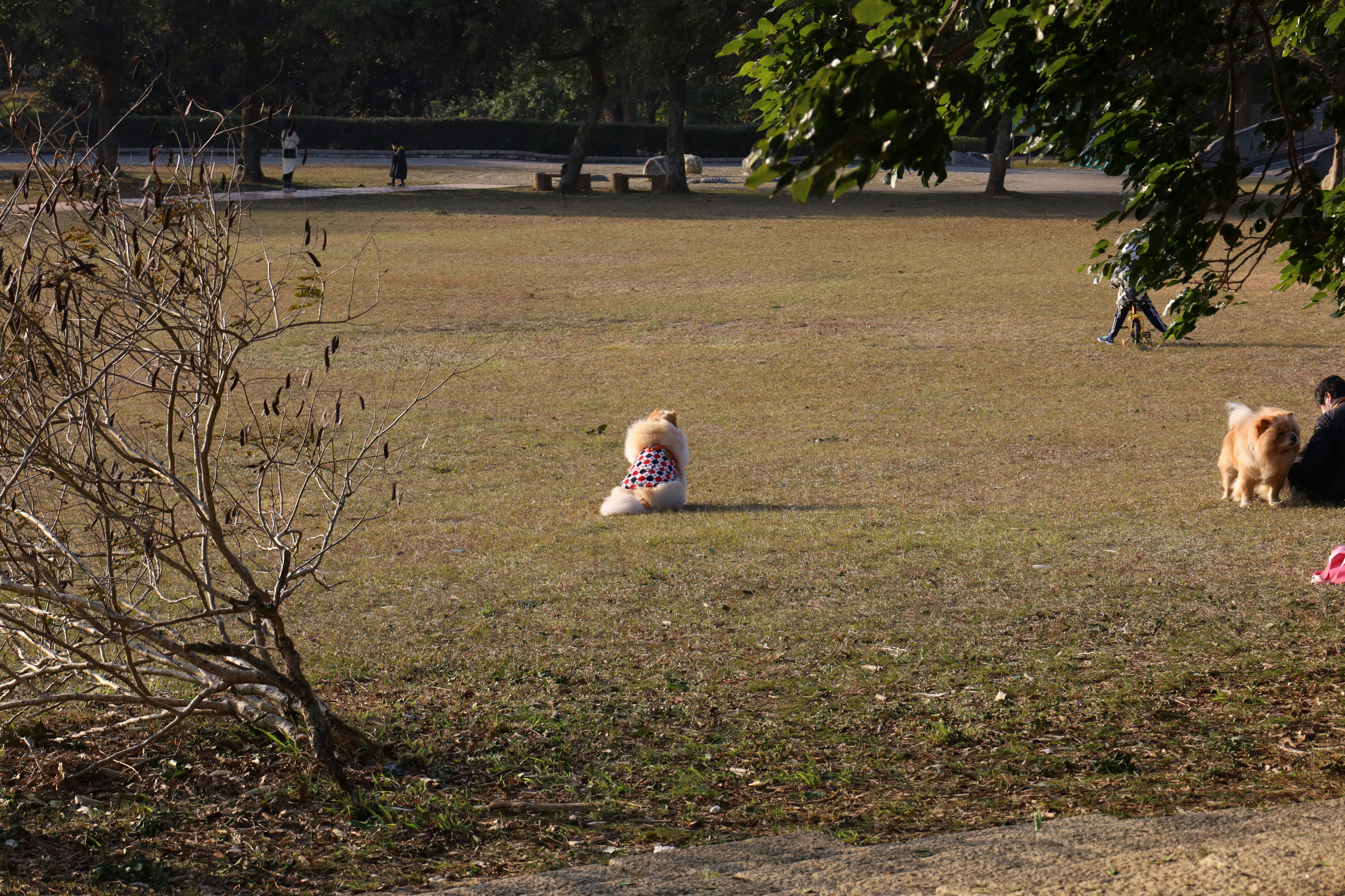 Dogs in the Park: Quiet Centerpiece and Distant Activity