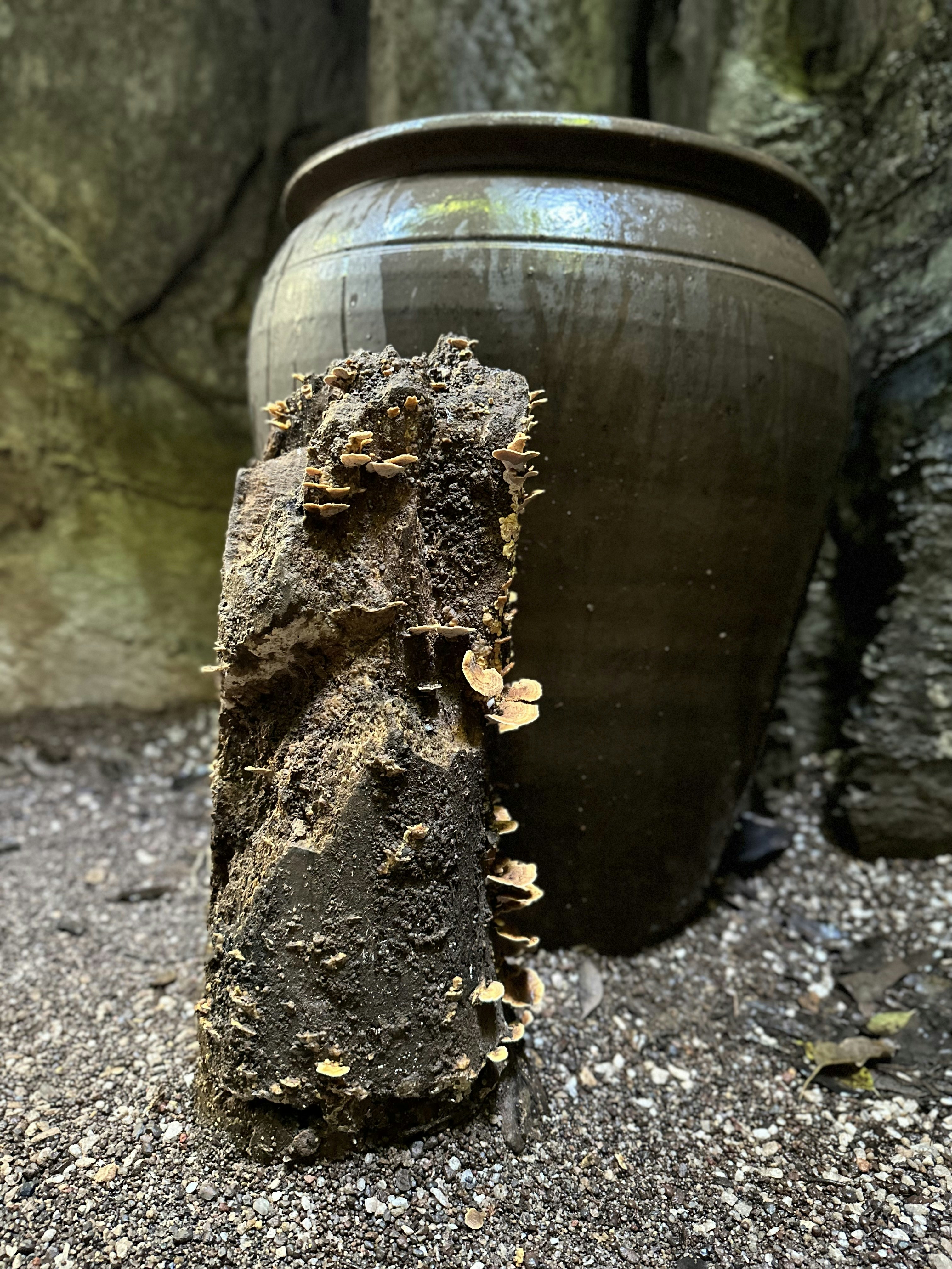 Close-up of a decaying stump coated in soil with tiny shelf fungi along its edge, resting on gravel. A large ceramic jar looms in the background, adding depth and contrast.