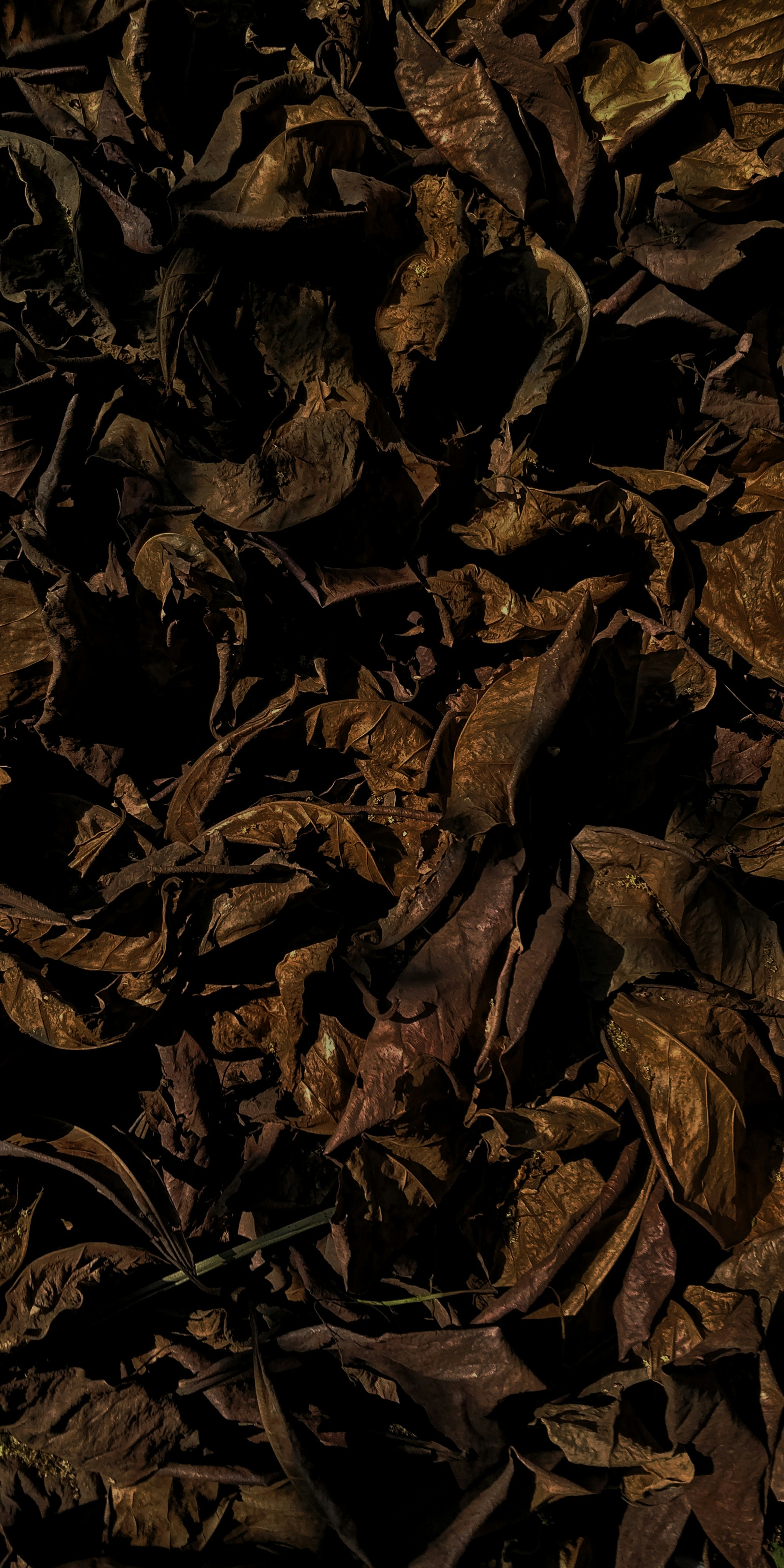 A close-up view of a scattered collection of dried leaves, showcasing their intricate textures and rich earthy tones. The composition highlights the beauty found in decay.