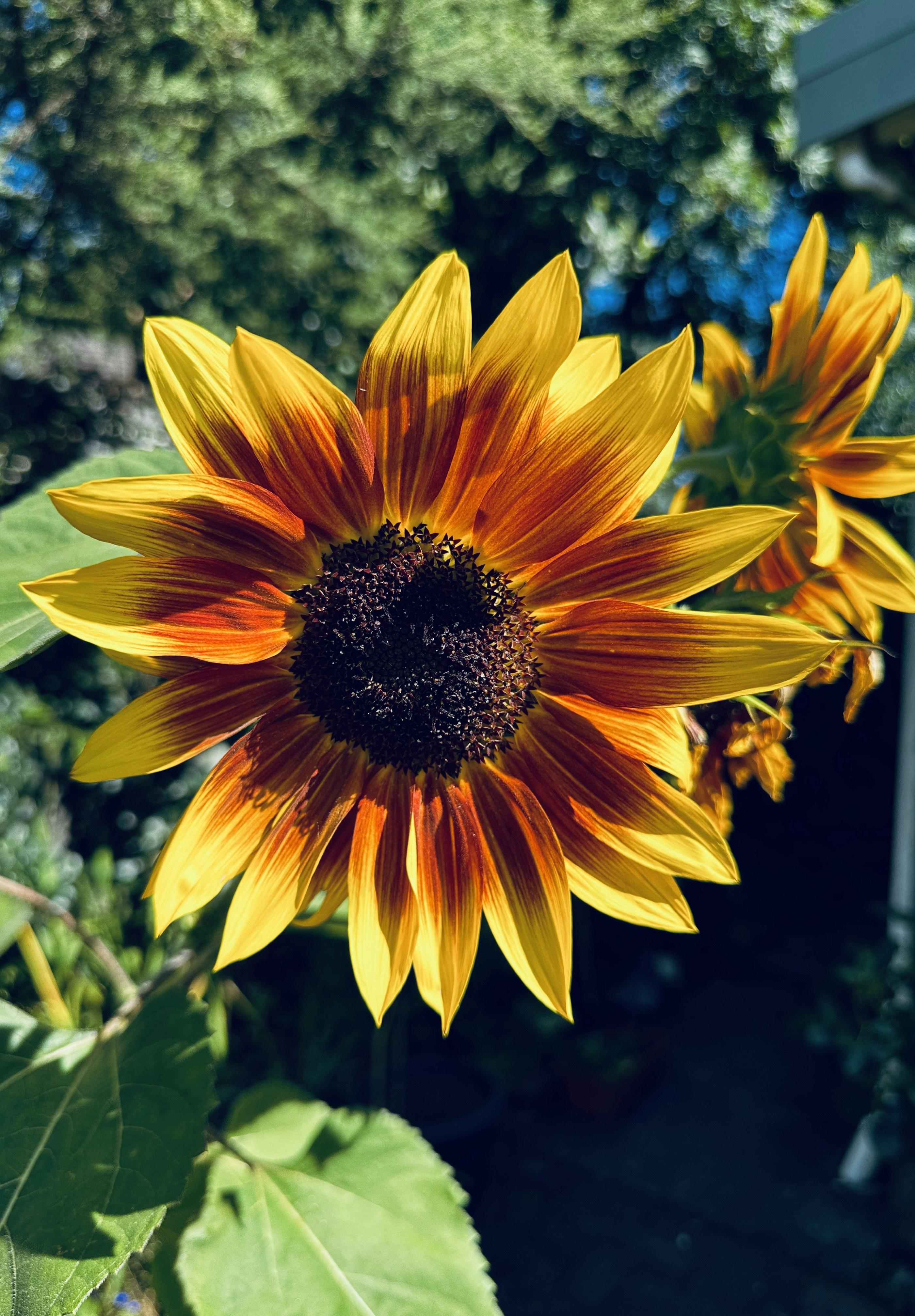 Dilum De Silva (@dilumdesilva) | Unsplash Photo Community