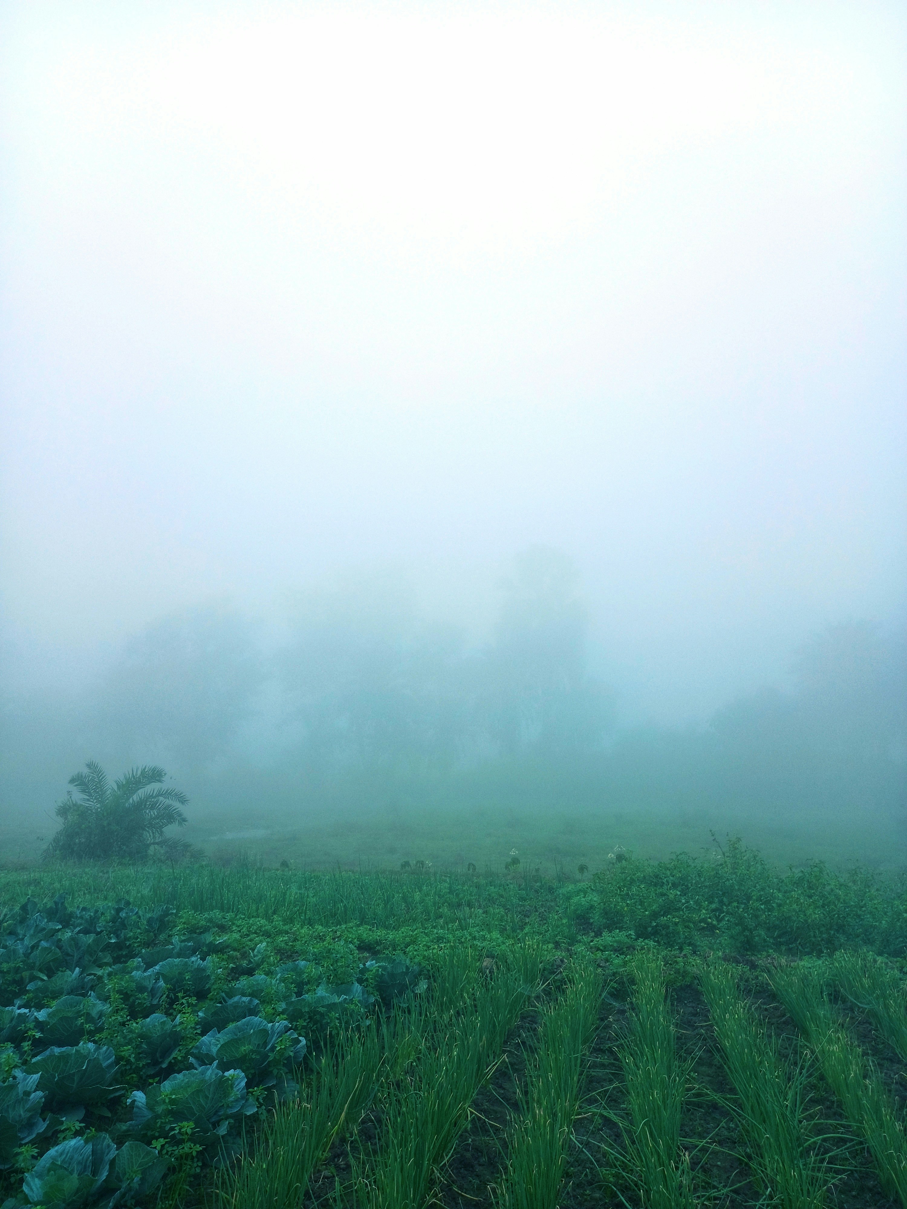 A foggy day in a field of crops photo – Free Weather Image on Unsplash