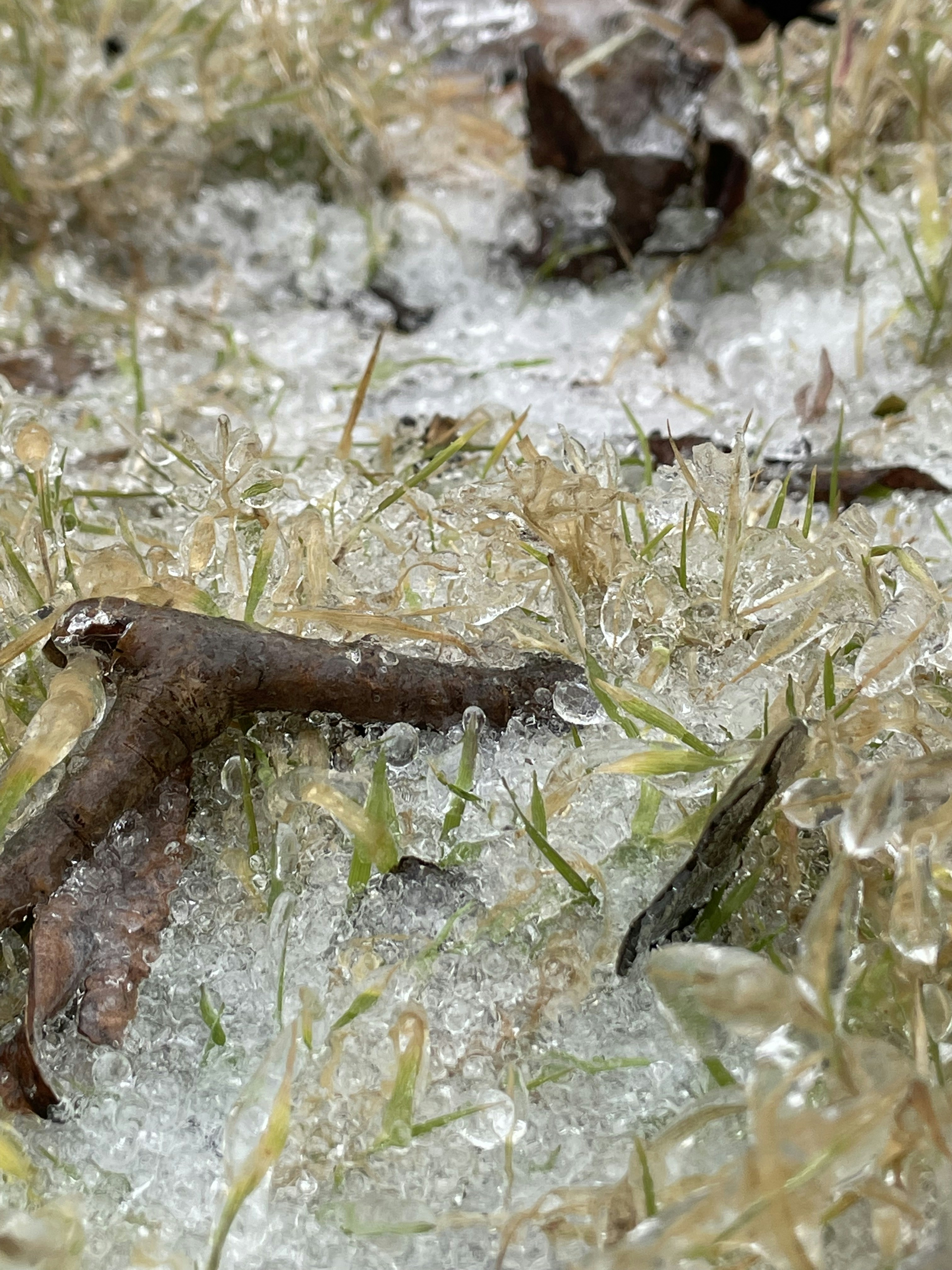Icebed Foreground: A Debris-Strewn Twig in Frozen Grass