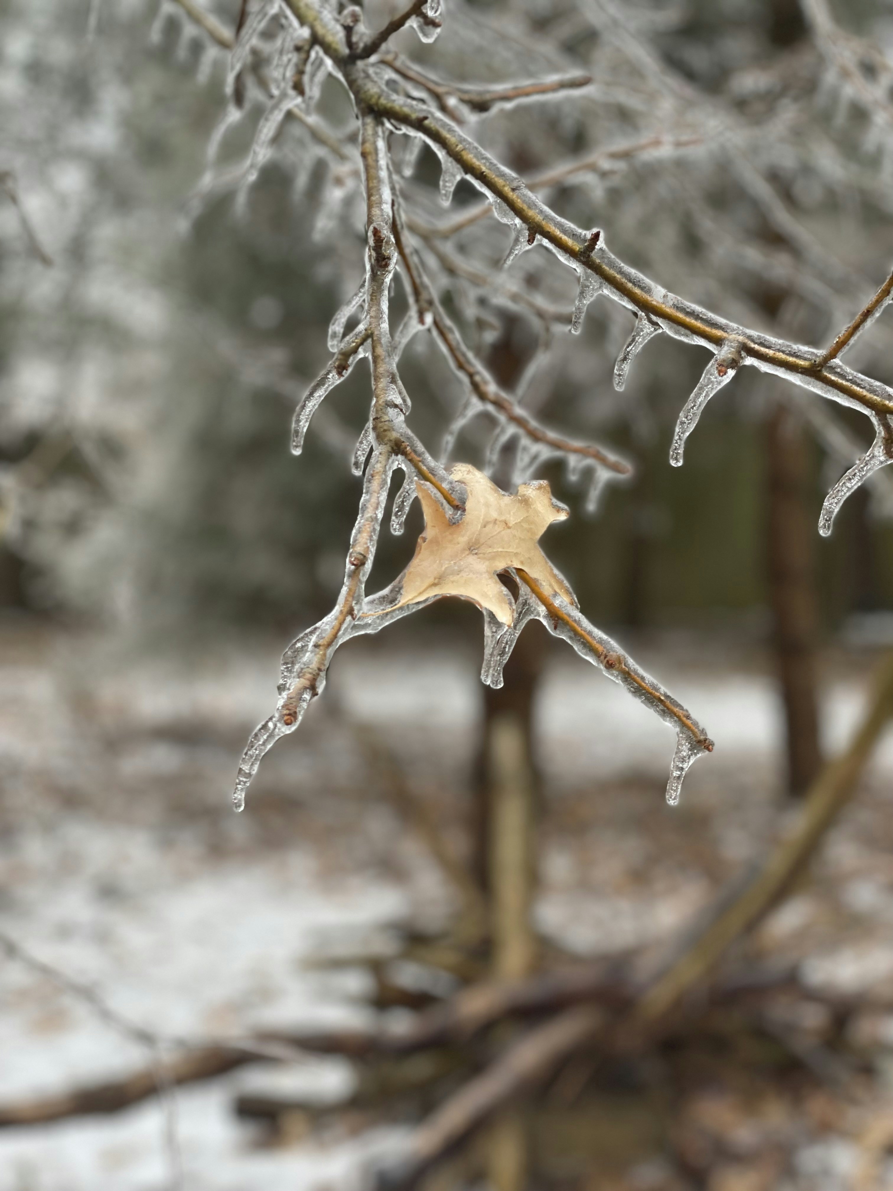 a branch with some ice on it
