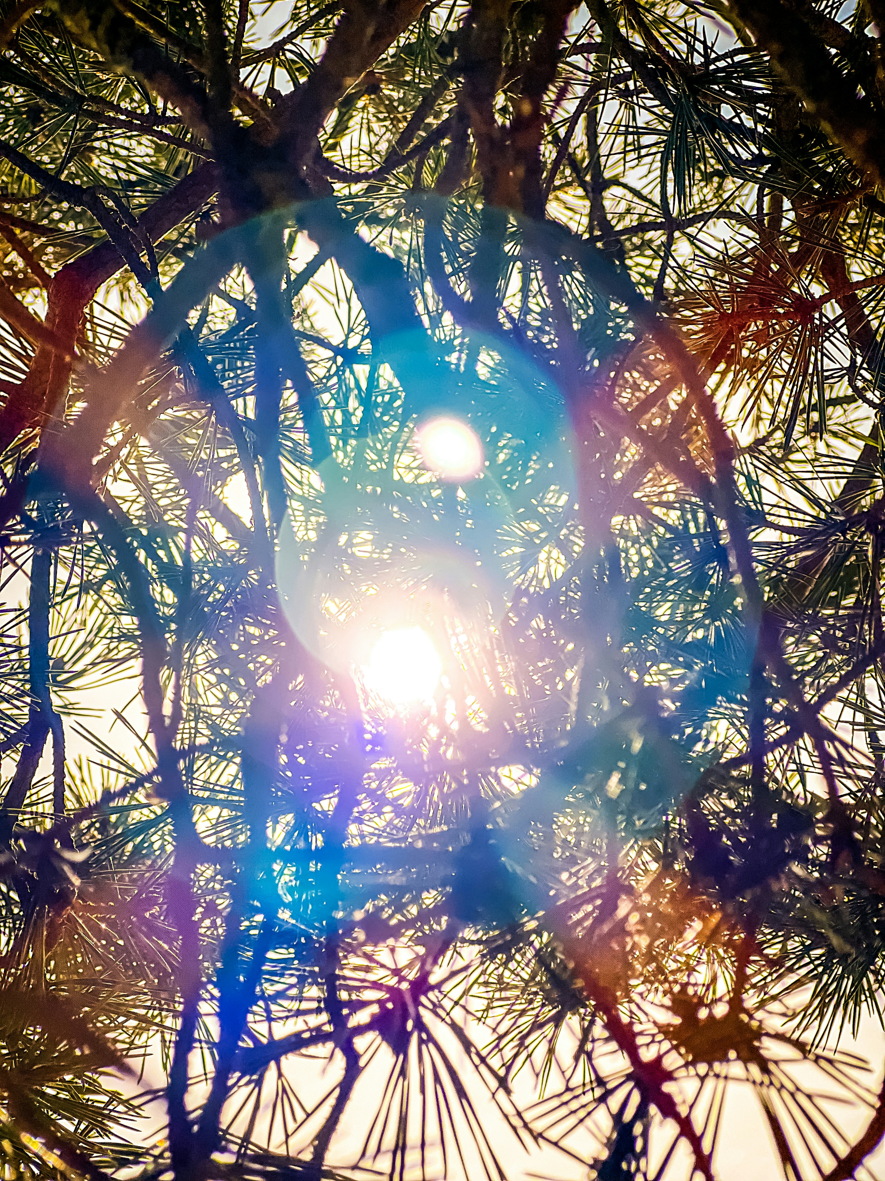 the sun shines through the branches of a pine tree