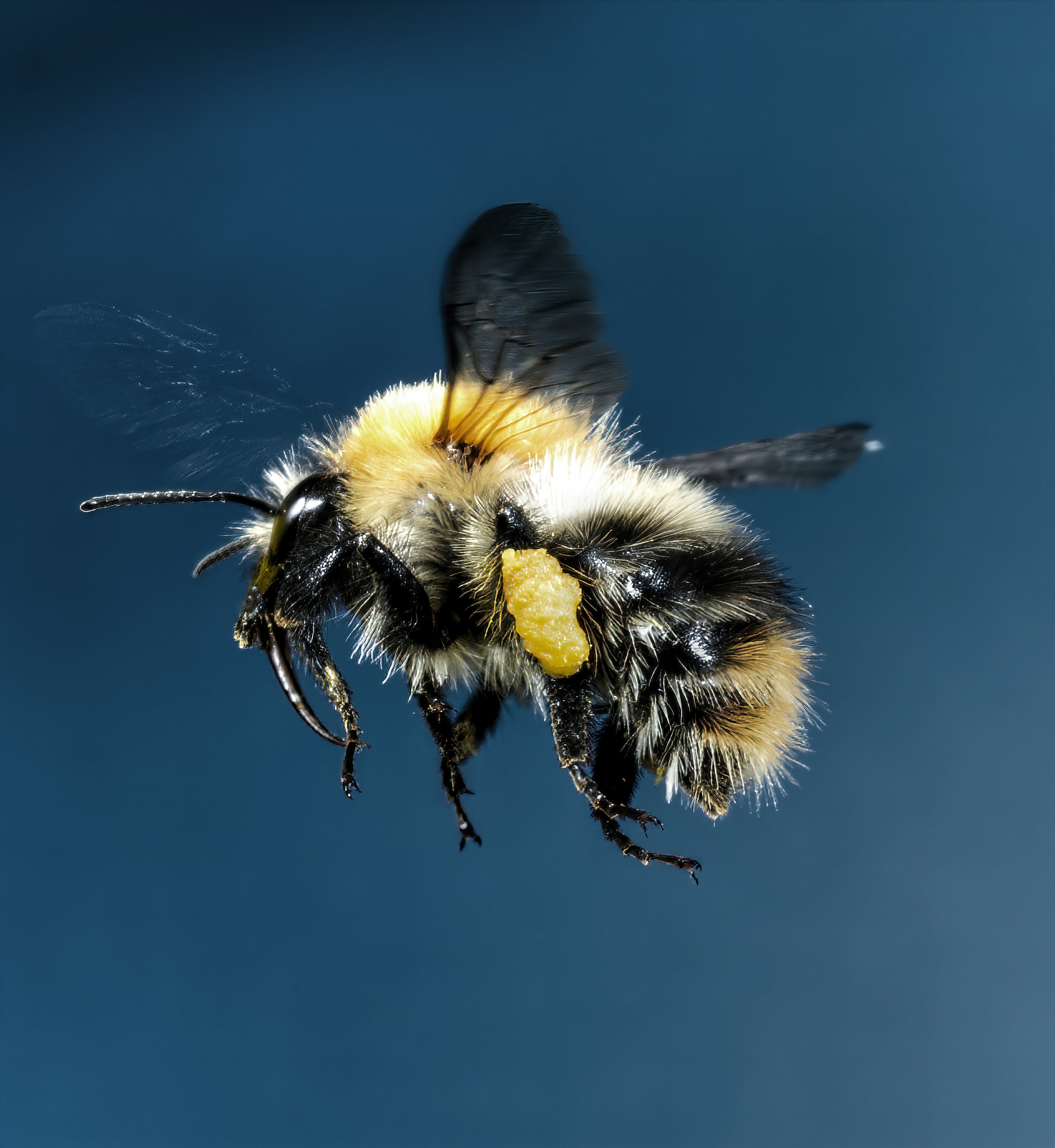 A close up of a bee flying in the air photo – Free Animal Image on Unsplash