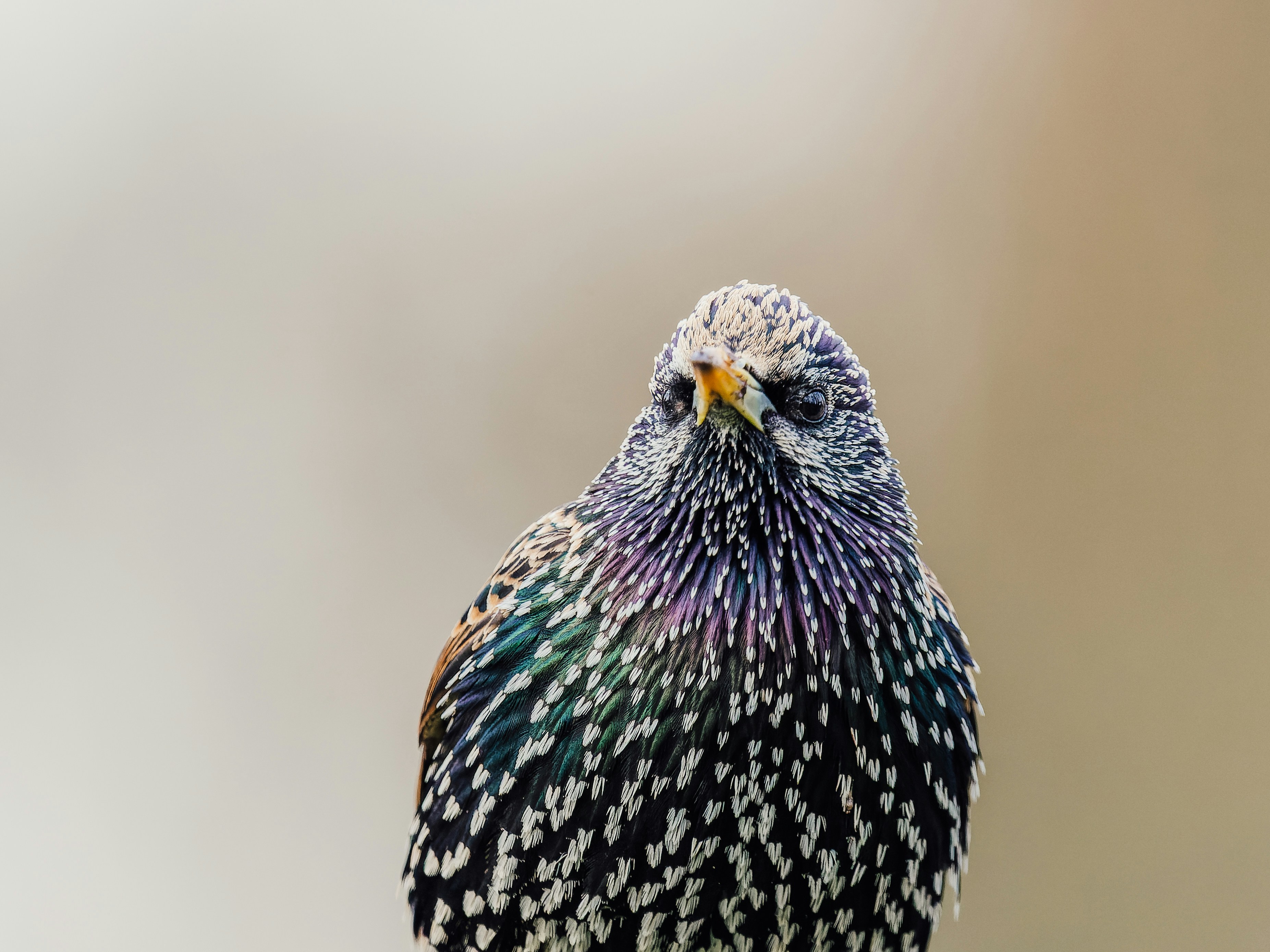 Close up of a wild Starling
