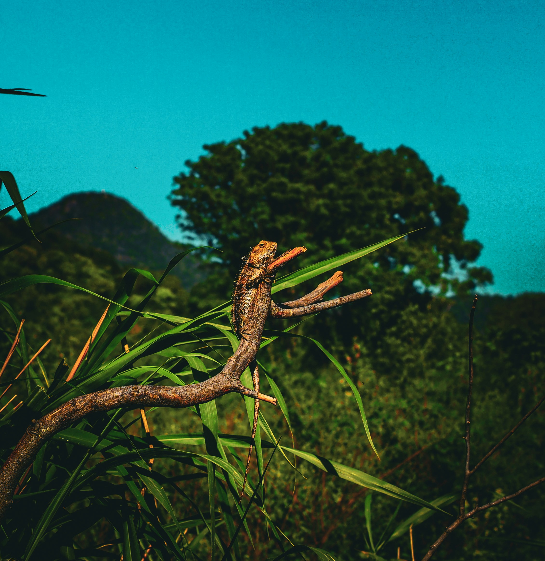 Branch Sentinel: A Lizard Perched Amid Grass and Foliage
