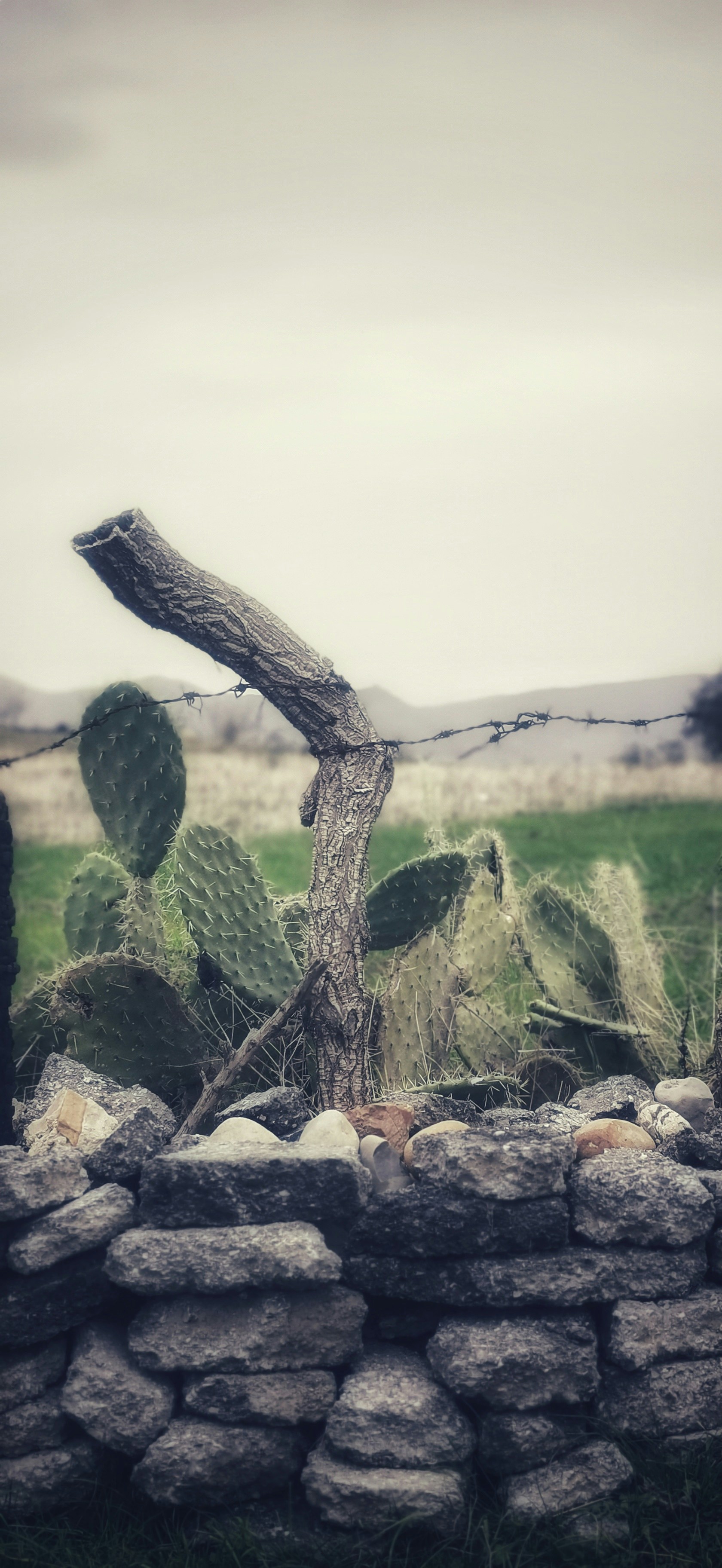 Arched Branch and Prickly Fence: Dry Stone Wall in a Quiet Field