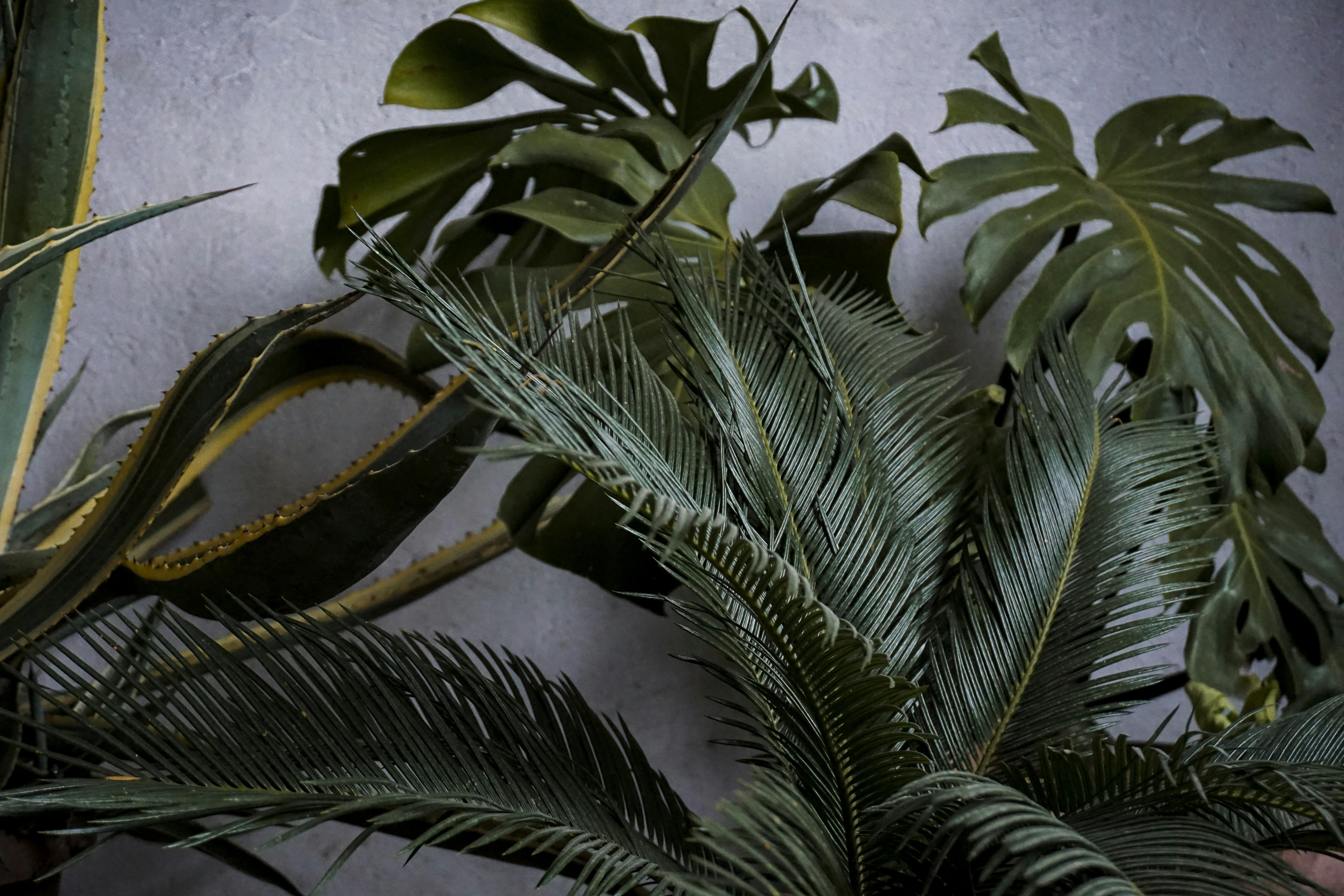Verdant Fronds Against a Quiet Concrete Backdrop