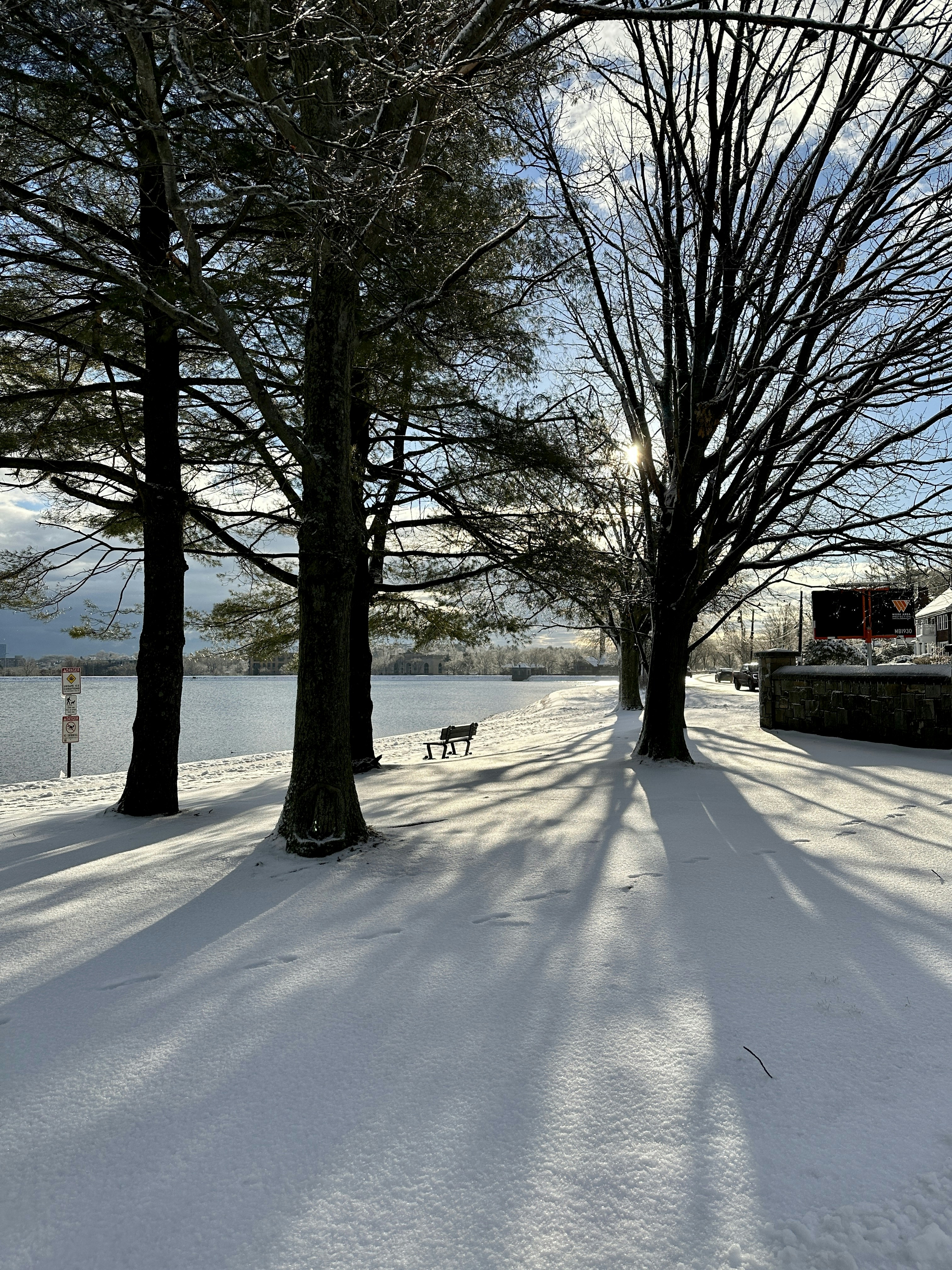 Winter Light Through Leafless Giants by the Frozen Shoreline