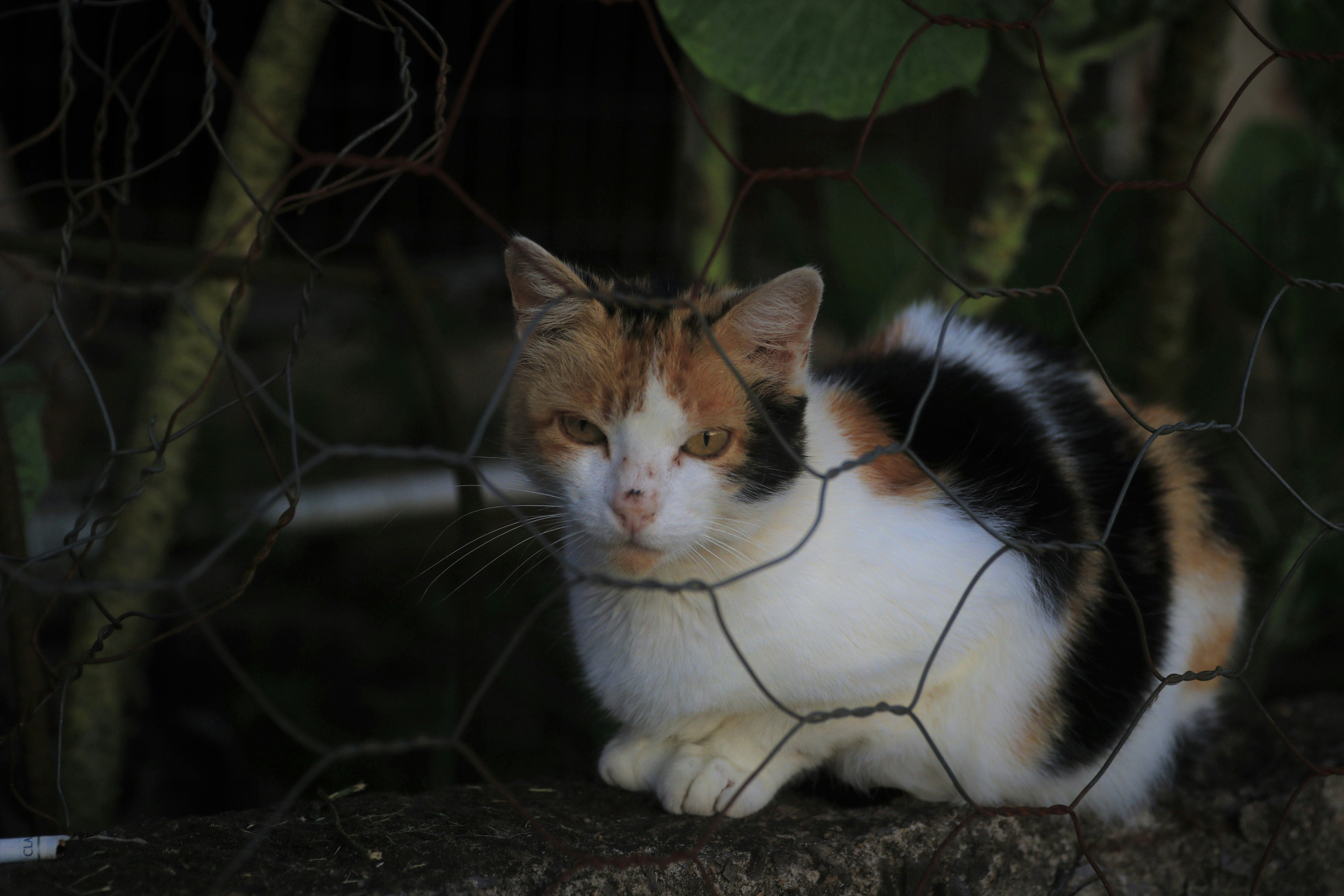 Calico Watcher Behind a Wire Mesh