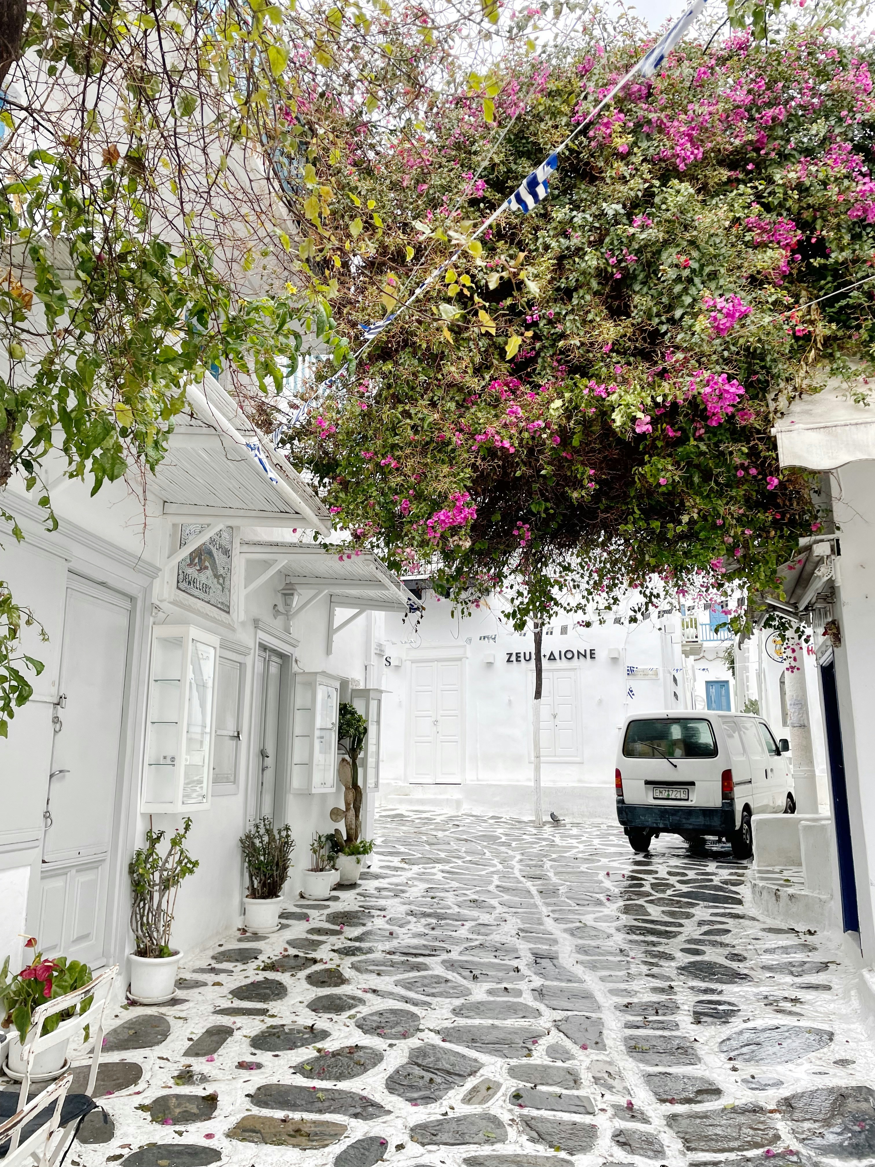 Serene Alleyway Under a Canopy of Blossoms
