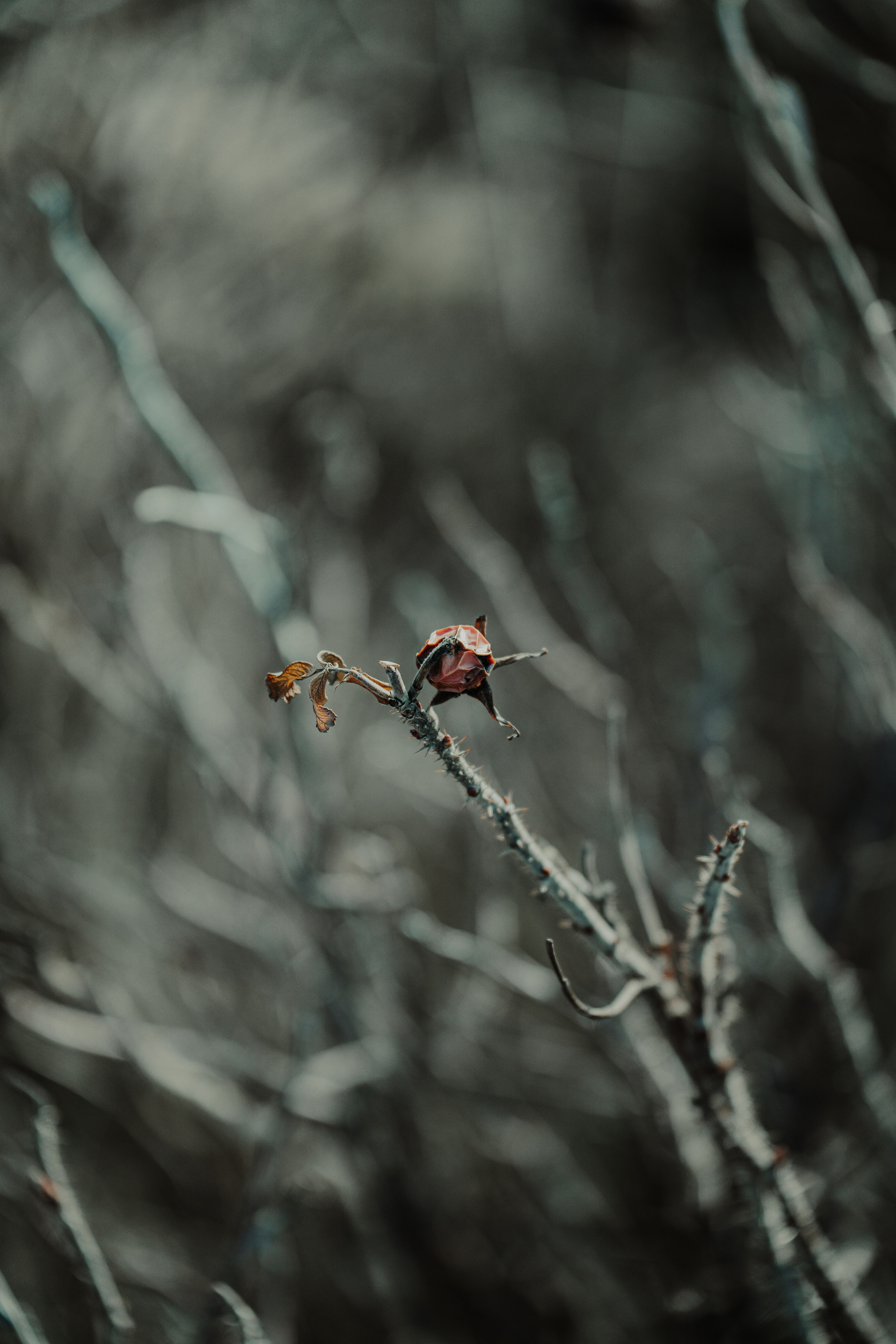 Frostbound Rosebud: A lone bloom clinging to a thorned twig