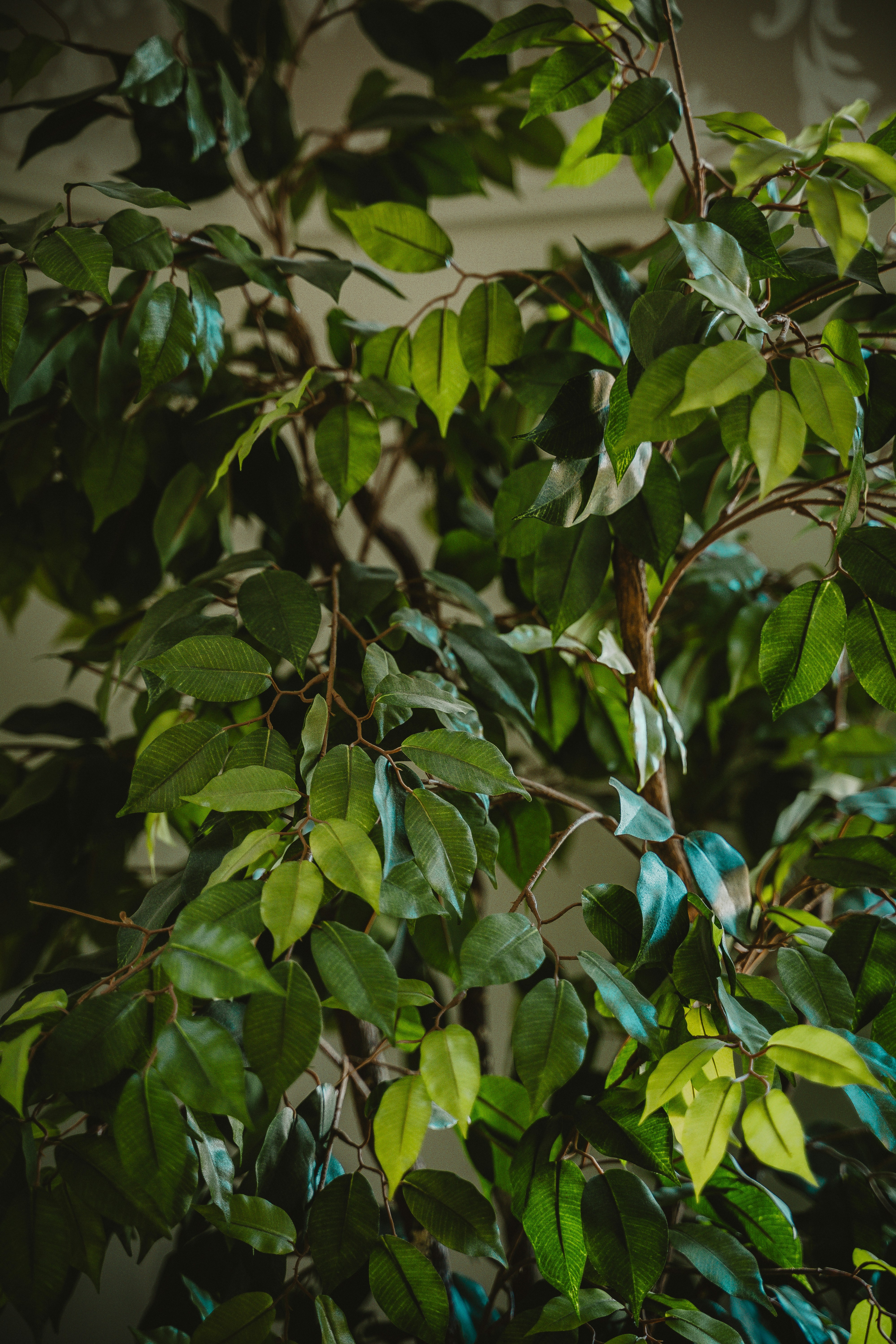 A close up of a tree with green leaves photo – Free Plant Image on Unsplash