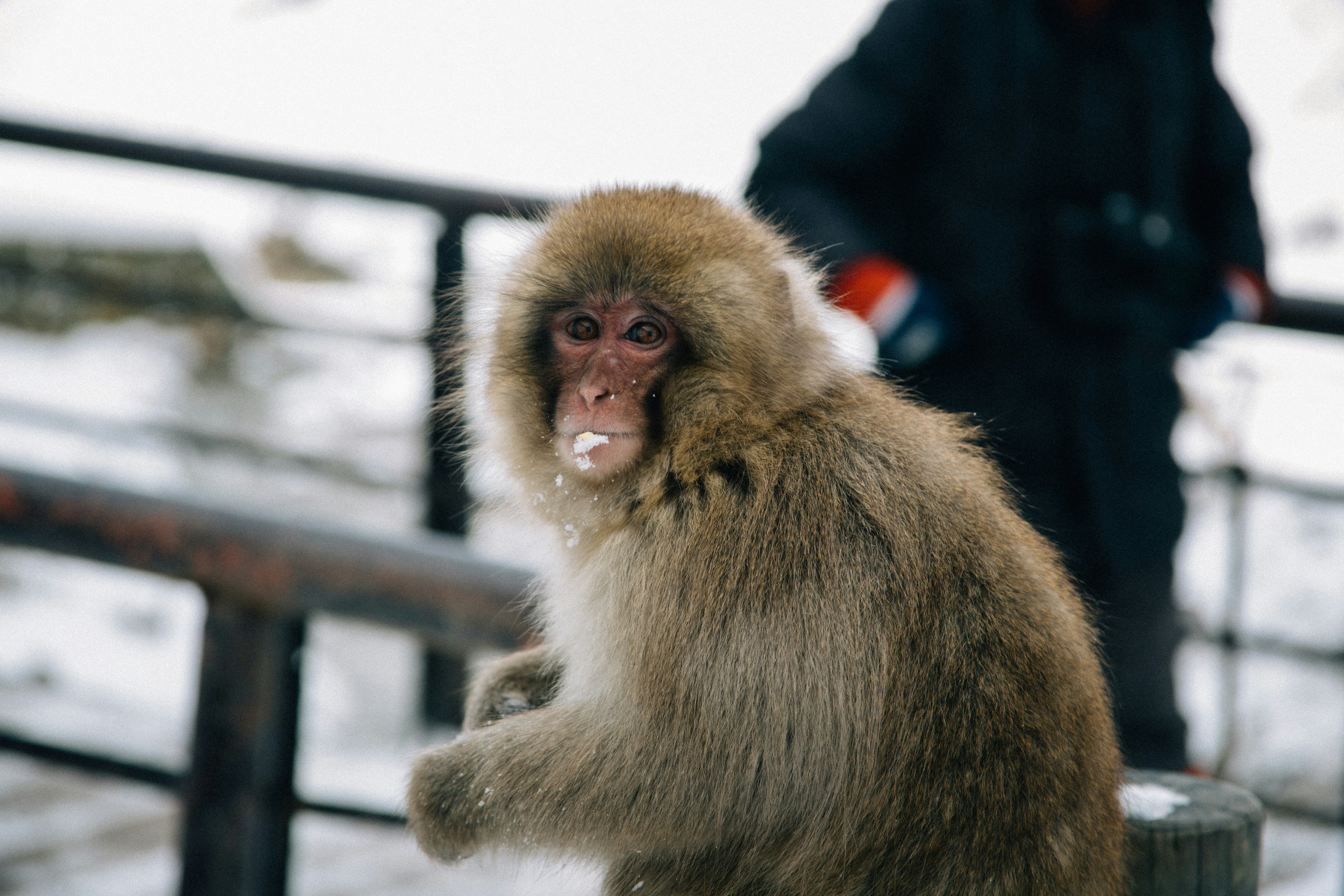 Snowy Summit Gaze: A Curious Monkey on the Rail