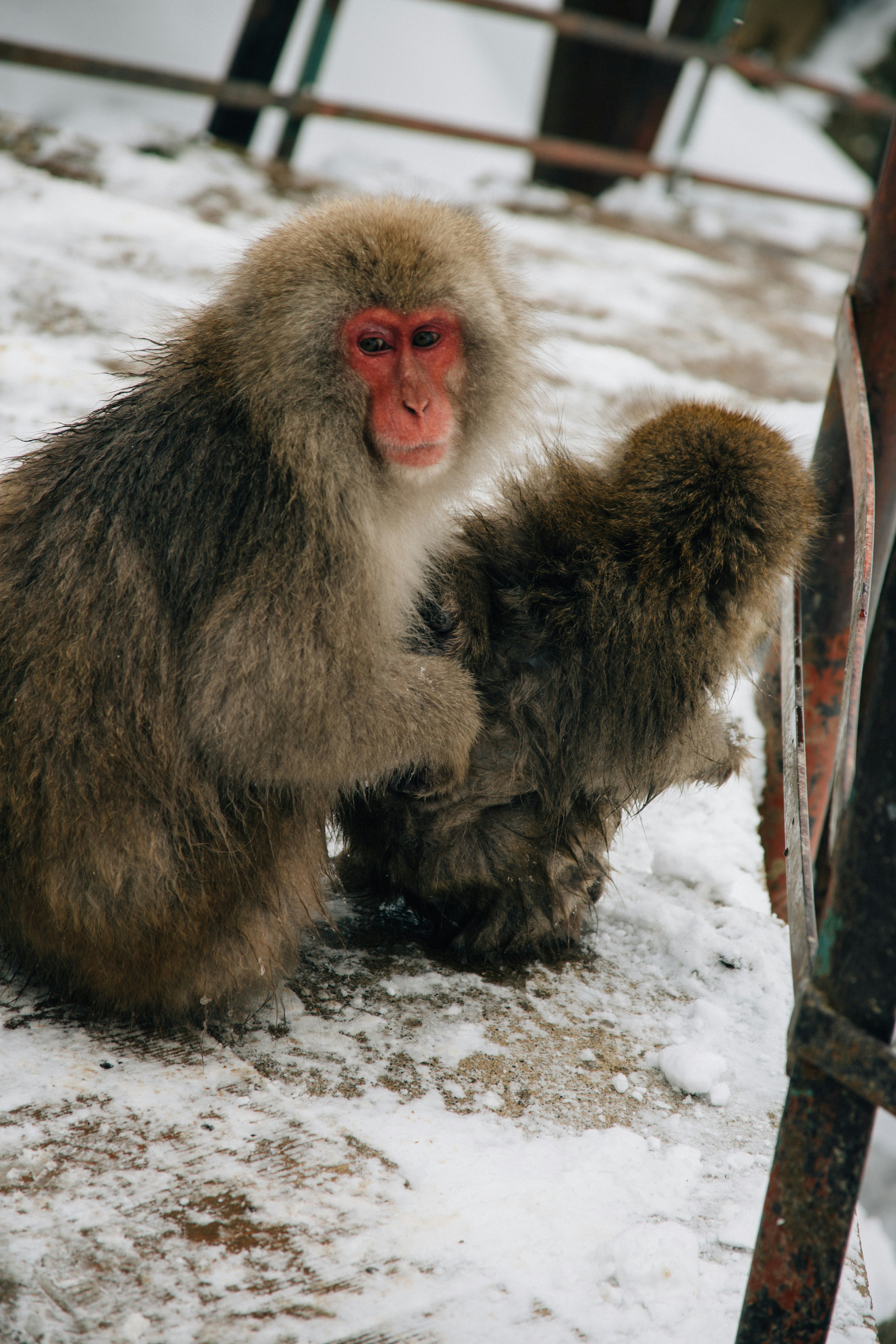 Red-Faced Gentle Giants in Snow: A Moment with Two Macaques